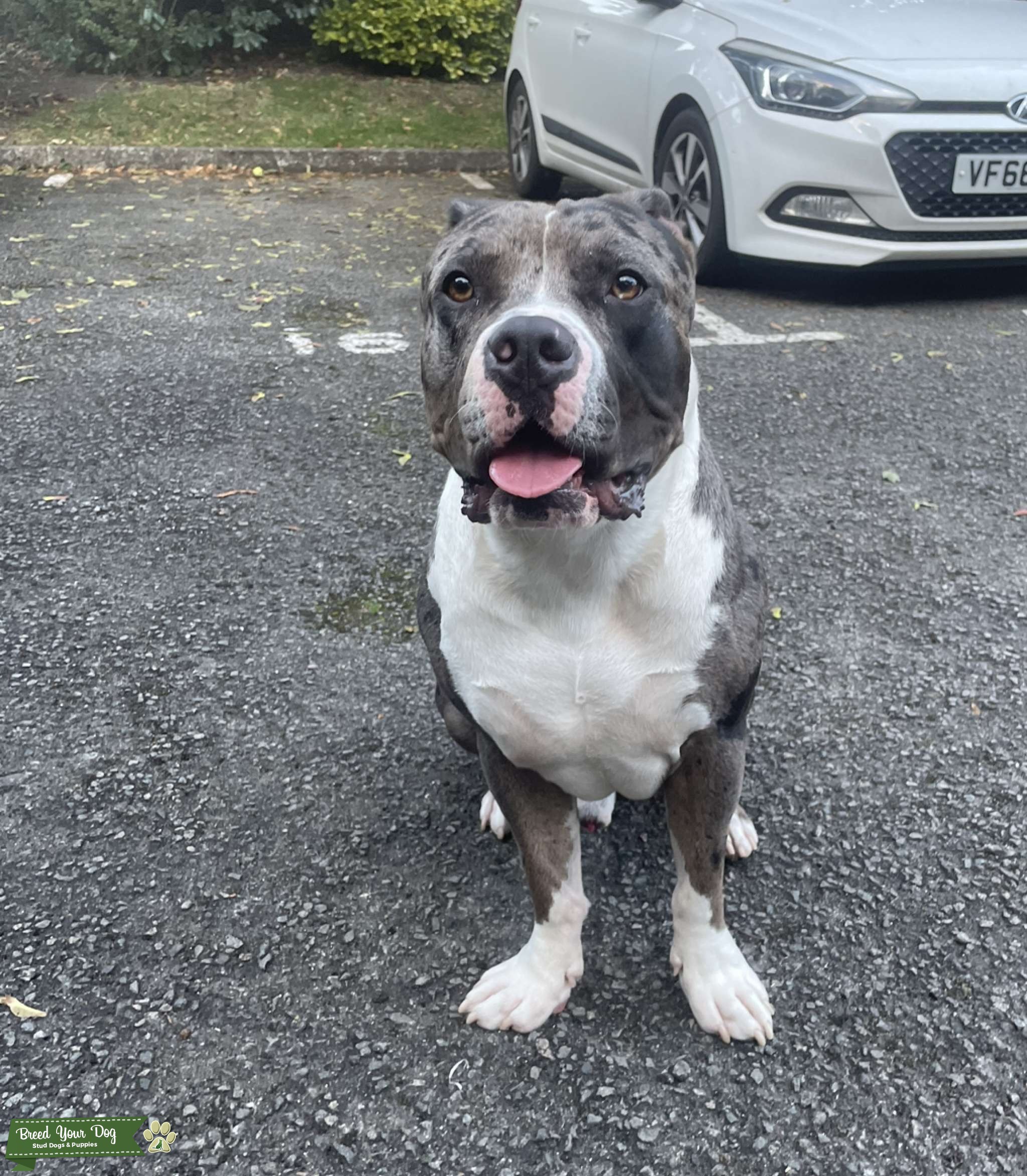 Tri Merle American Bully - Stud Dog in Birmingham, the United States ...