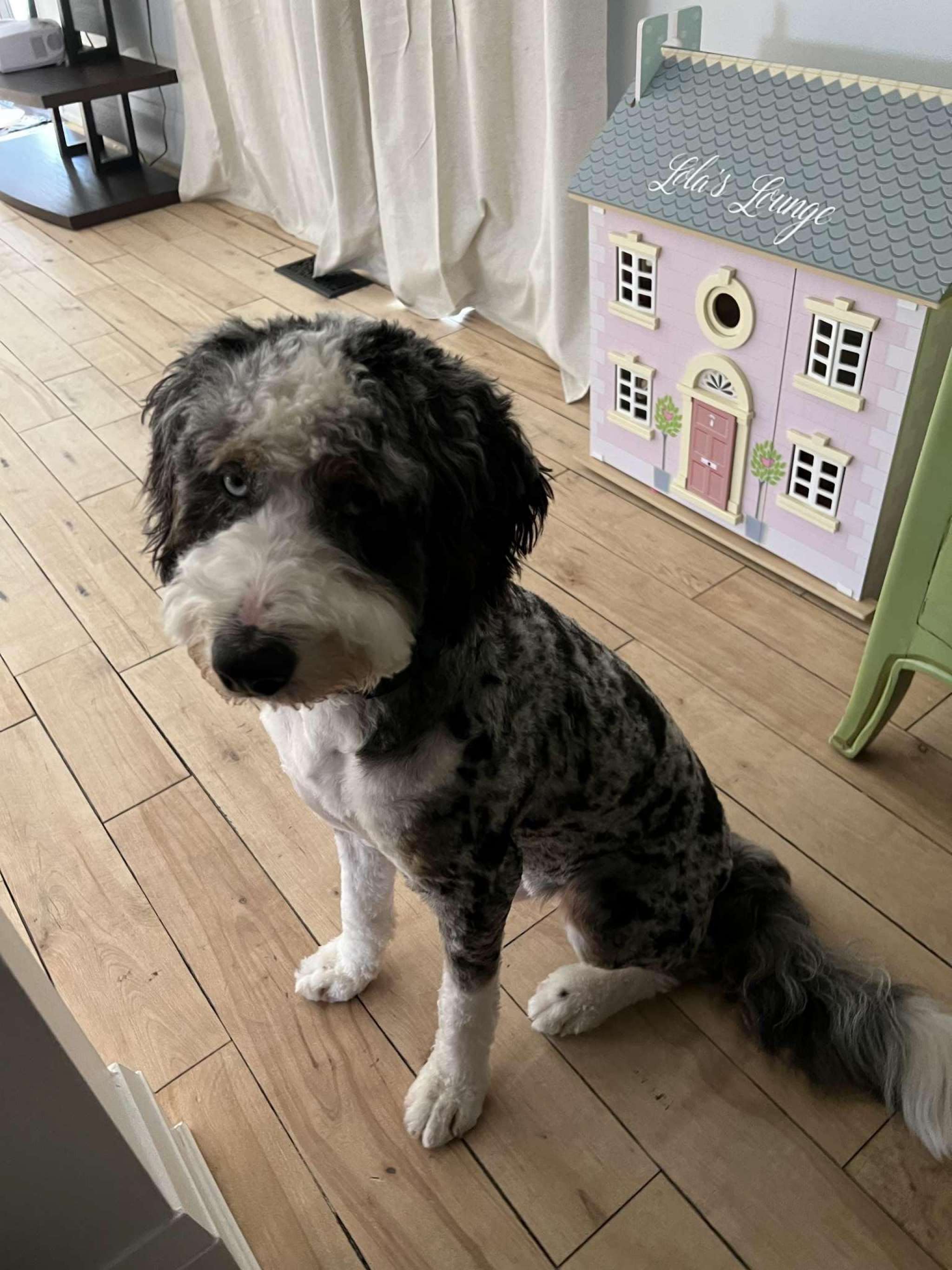 F1 Blue eyed Bernedoodle - Stud Dog in Ontario, Canada | Breed Your Dog