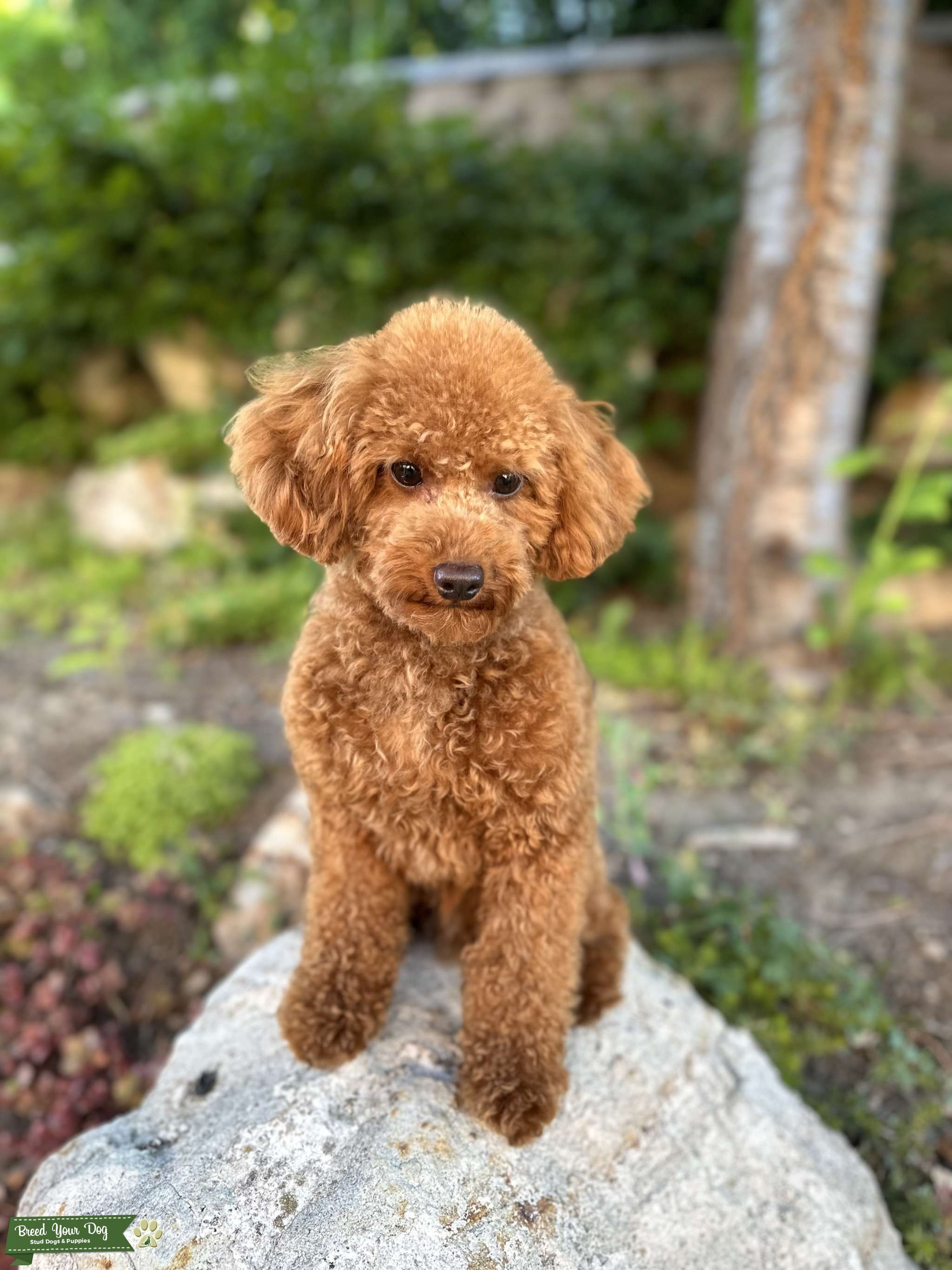 Deep red, non-fading long legged toy poodle stud - Stud Dog in North ...