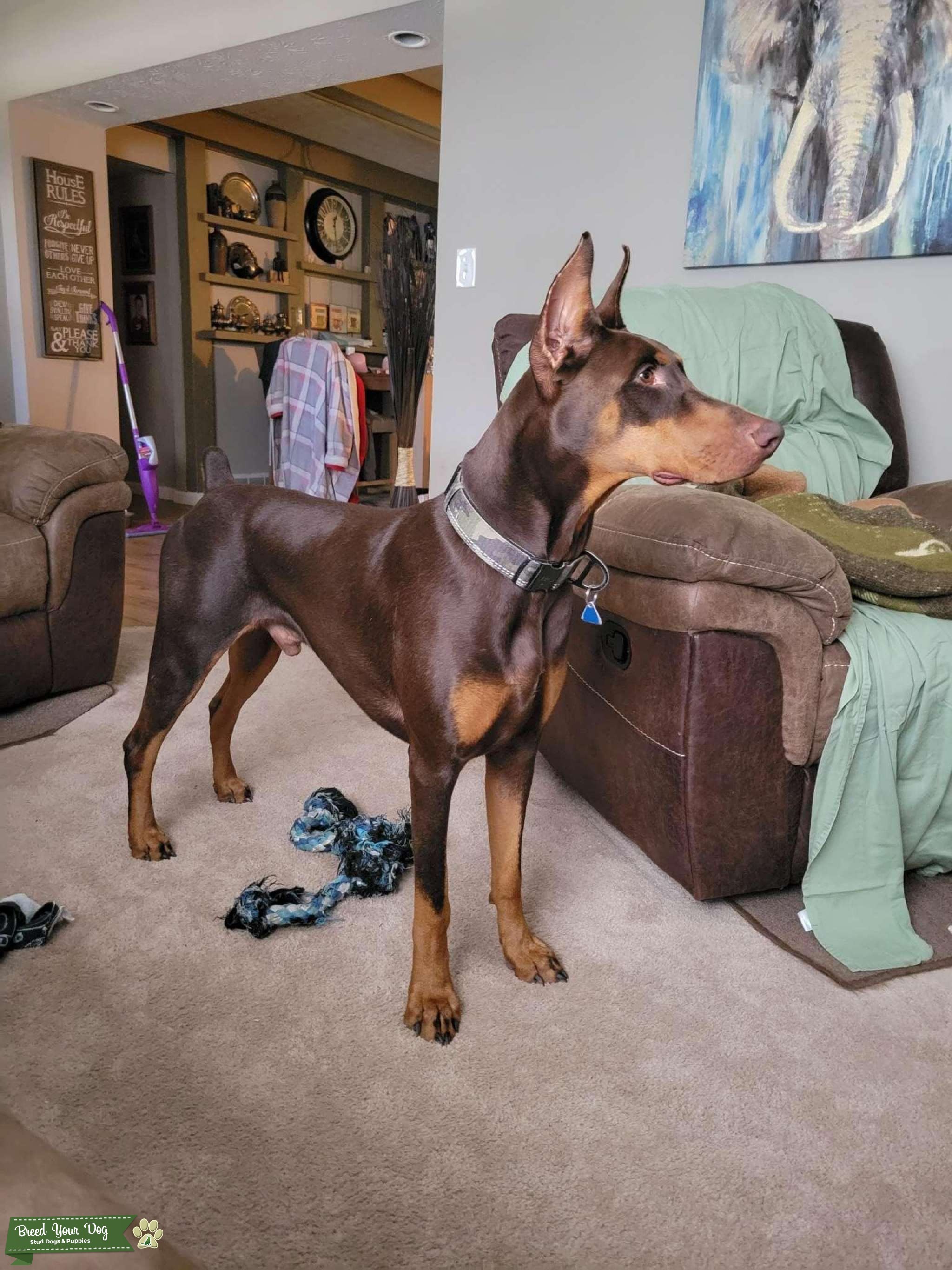 Male doberman sire - Stud Dog in MO, Australia | Breed Your Dog