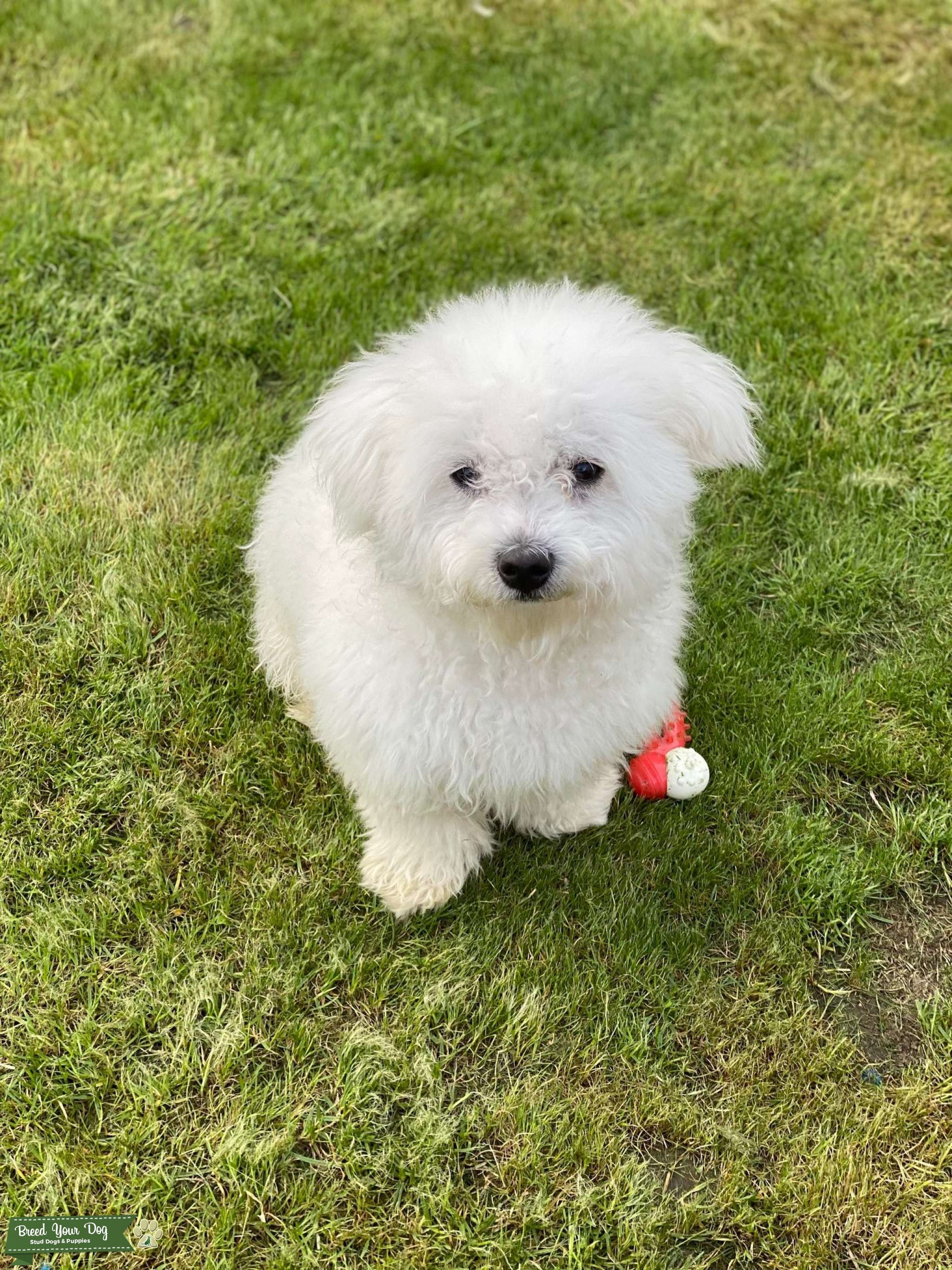 Male Bichon Maltese Stud Dog - Stud Dog in Rotherham, the United States ...
