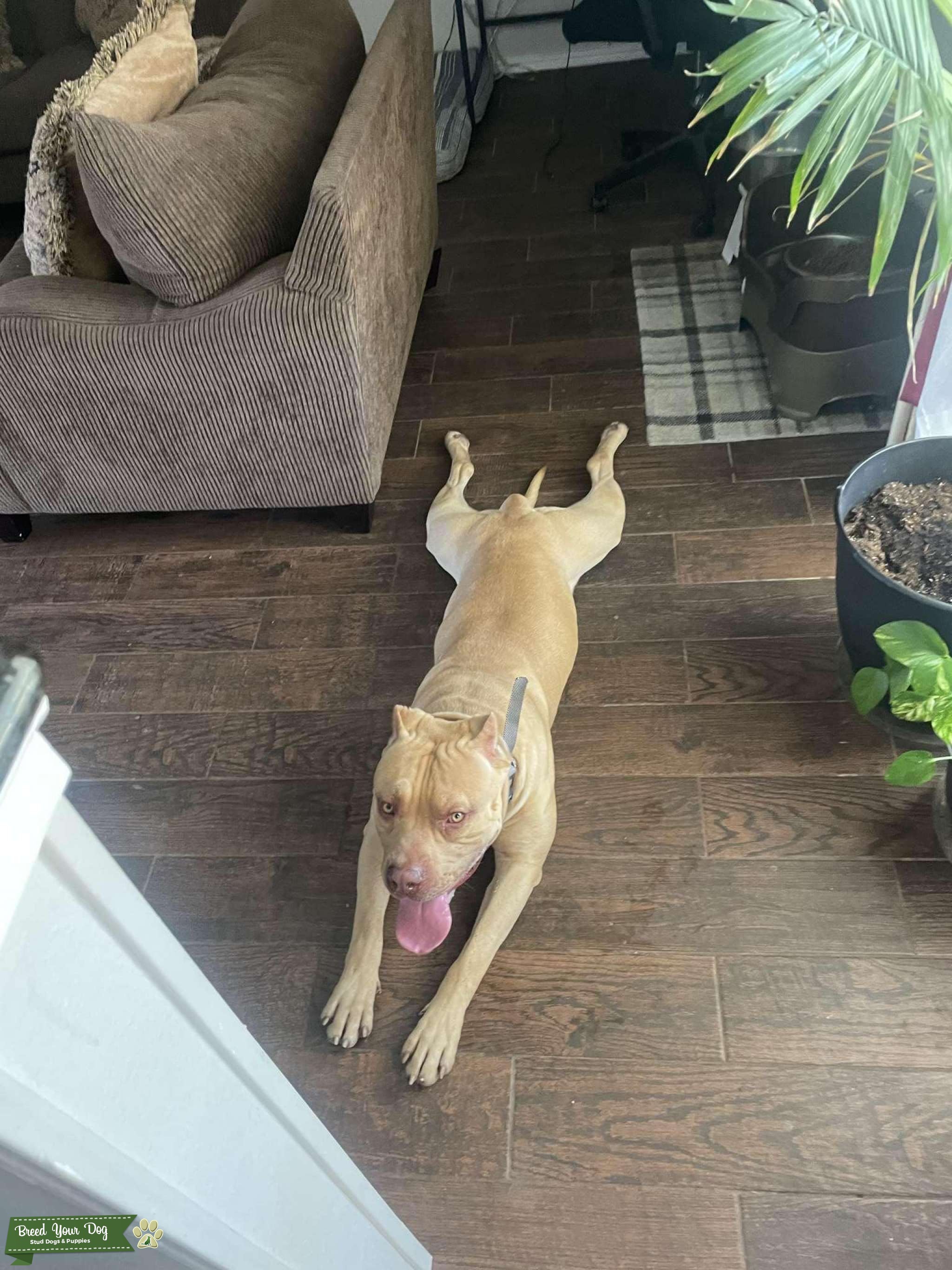 Tan XL American bully - Stud Dog in Texas, the United States | Breed ...