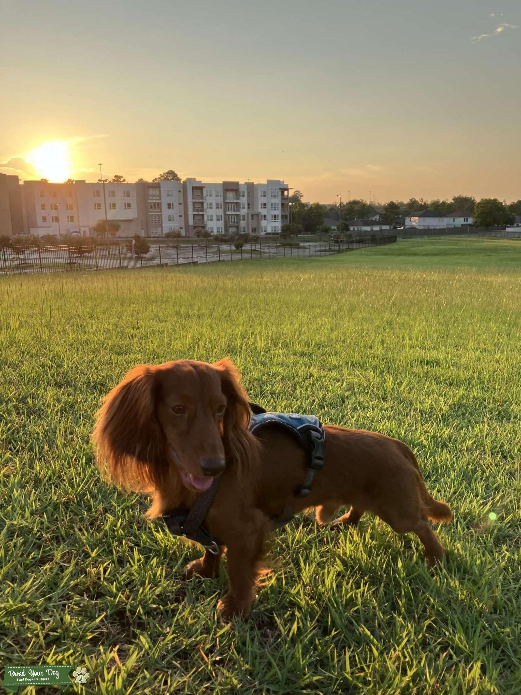 Milo - Stud Dog in Houston, the United States | Breed Your Dog