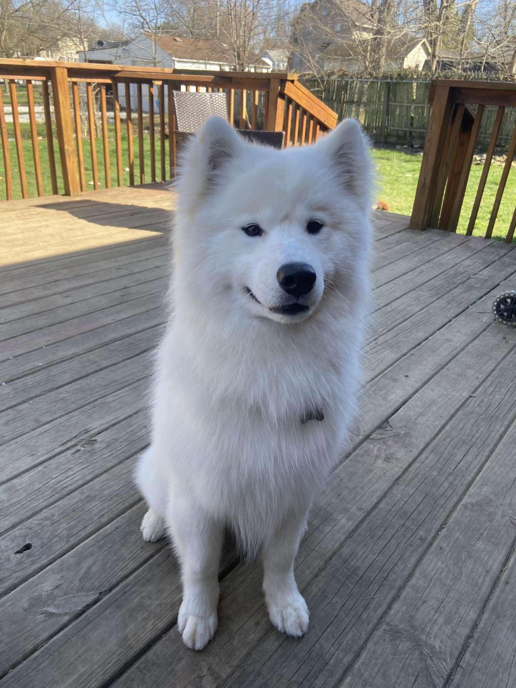 Male Samoyed - Stud Dog in Ohio, United States | Breed Your Dog