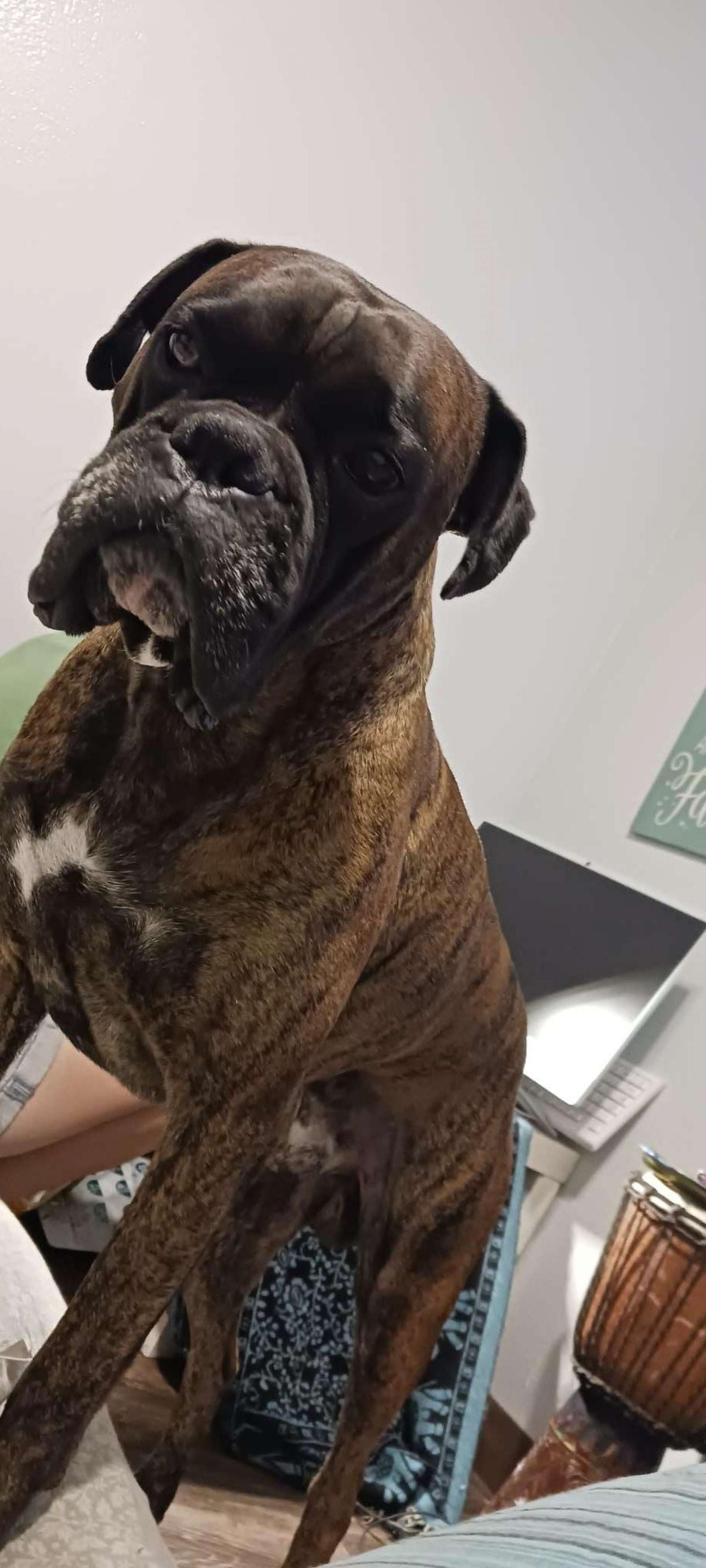 STUD for hire - Stud Dog in Southwest , the United States | Breed Your Dog