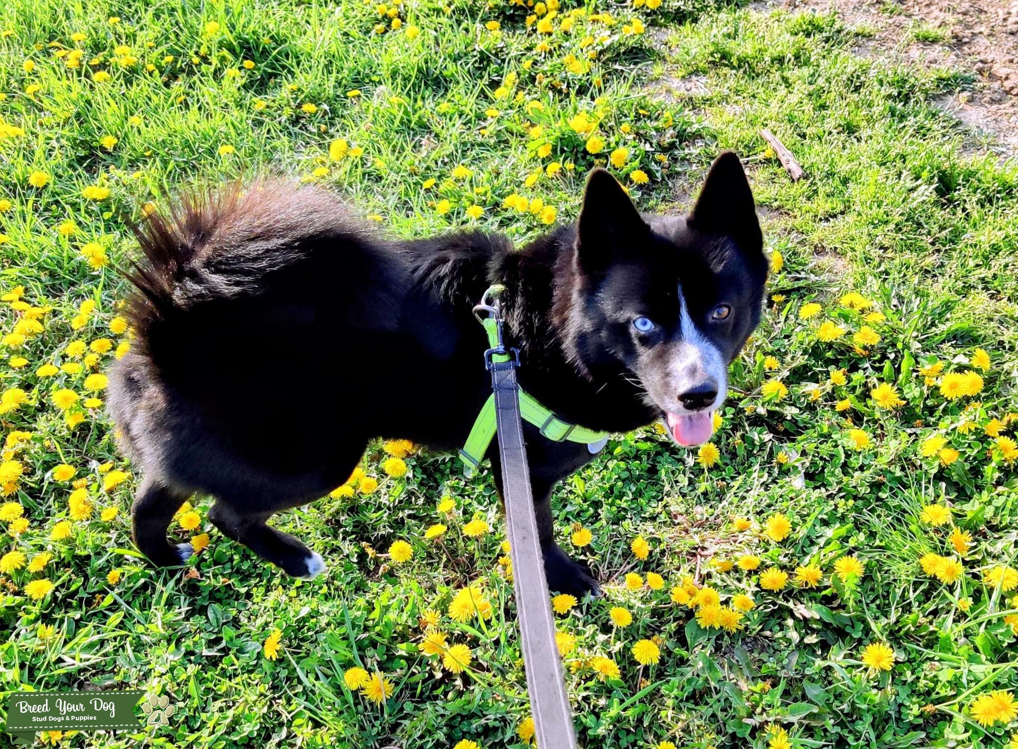 Male Pomsky for Breeding - Stud Dog in Chicago , the United States ...