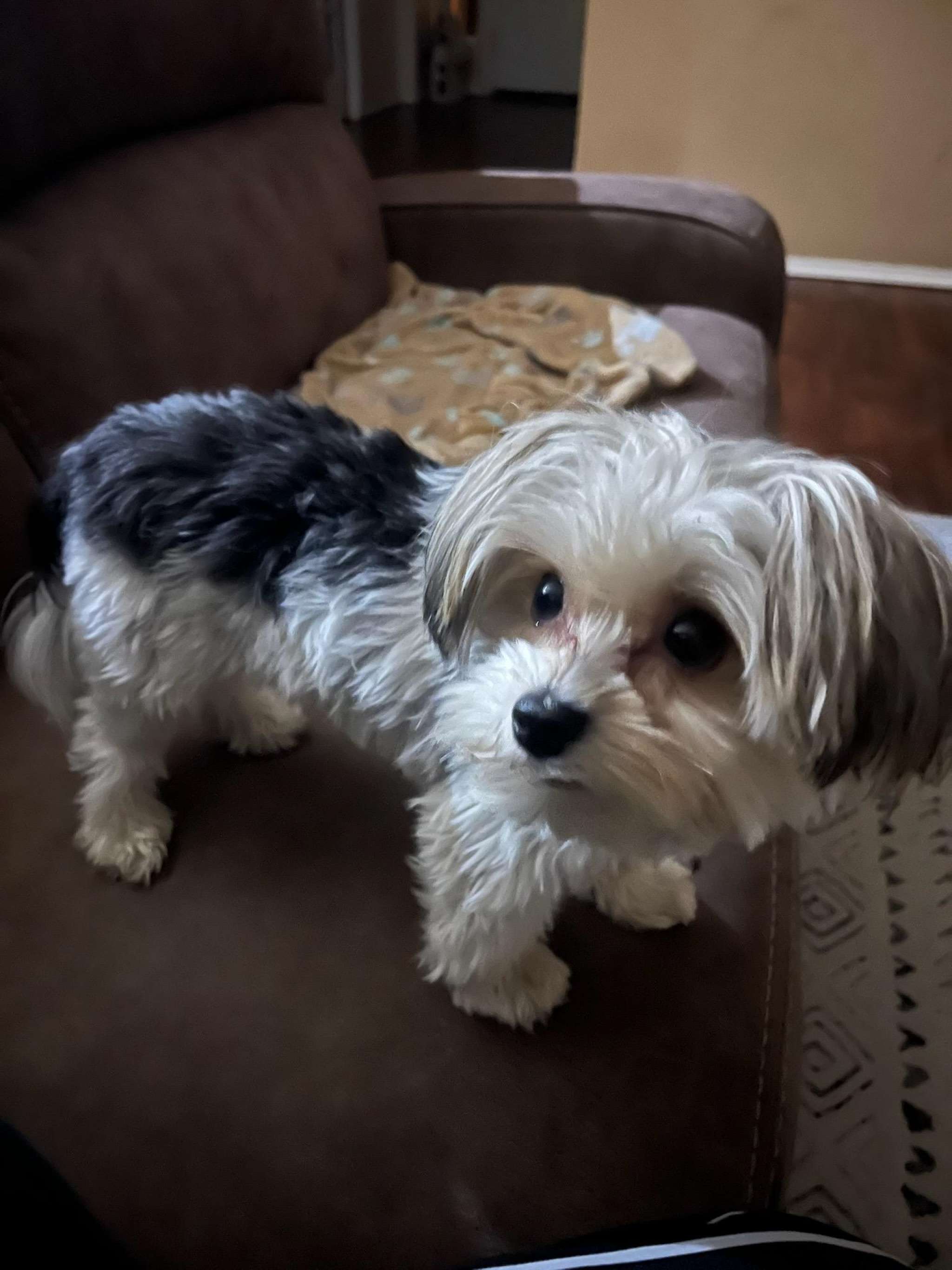 Are you looking for a Stud? I have a 2 1/2 yr old male, tri color party ...