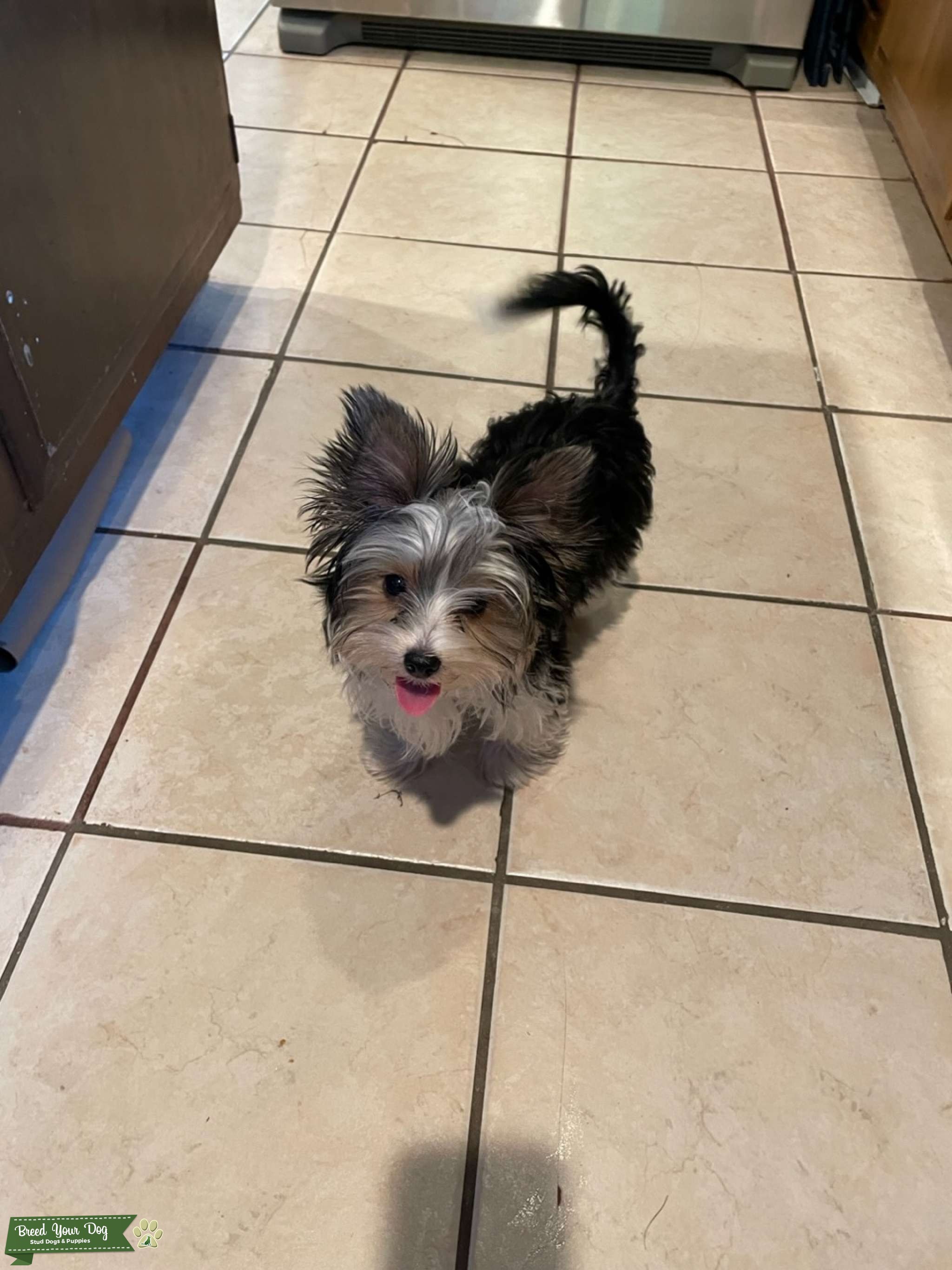 Miniature yorkie 5 lbs - Stud Dog in Madison , the United States ...