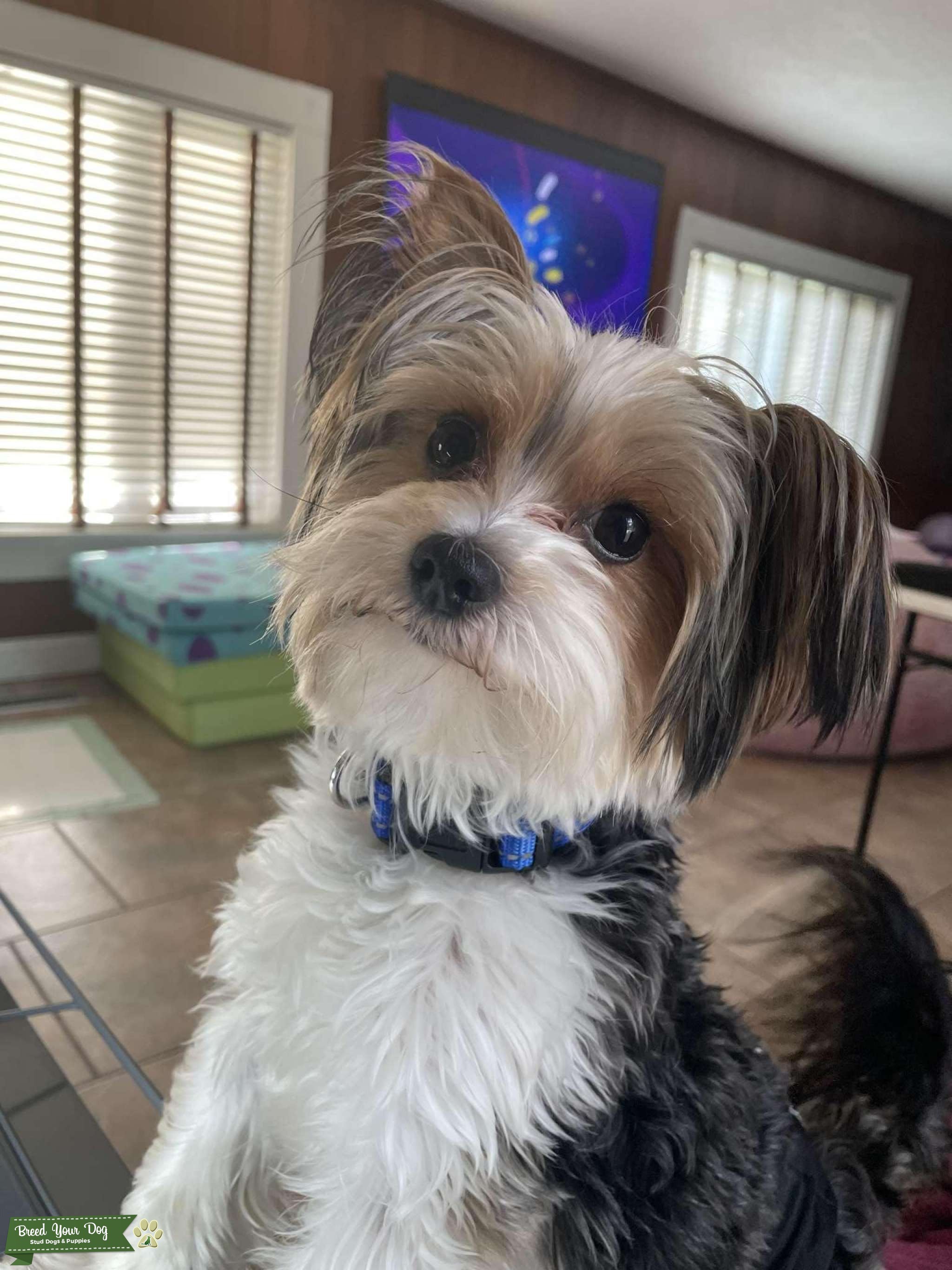 Miniature yorkie 5 lbs - Stud Dog in Madison , the United States ...