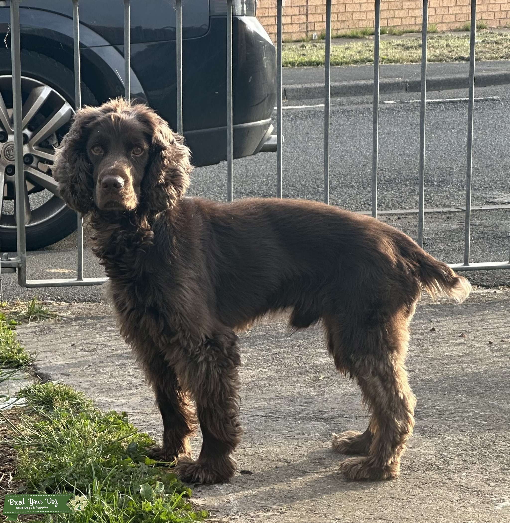 KC WORKING COCKER SPANIEL - Stud Dog in North east , the United States ...