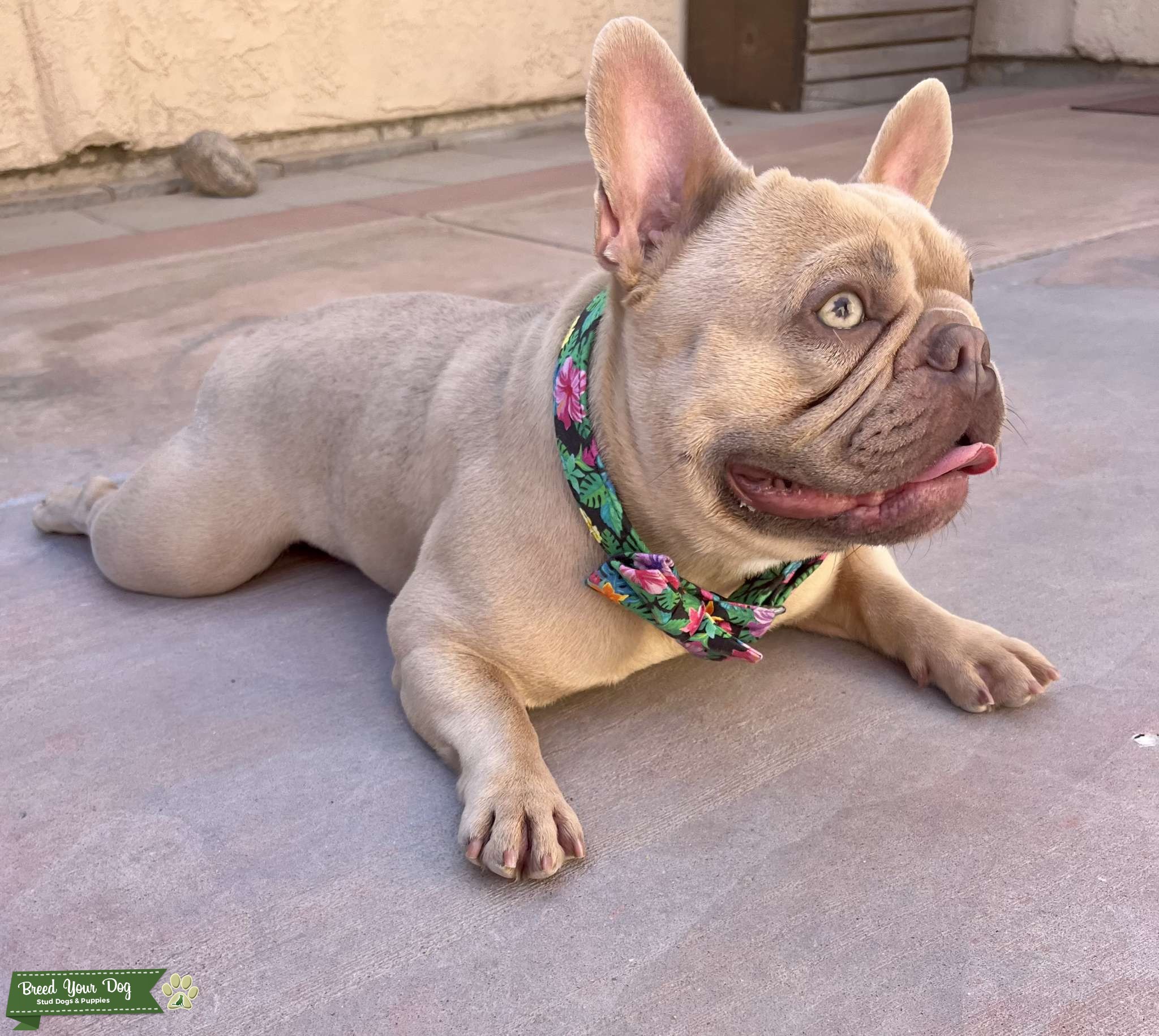 Lilac Fawn Frenchie Stud with UK bloodline - Stud Dog in Arizona , the ...