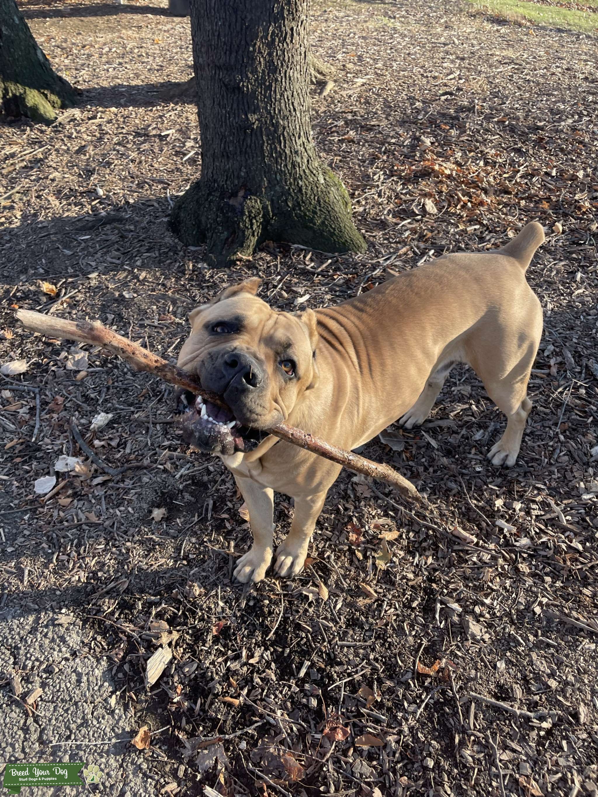 Champion Pure-Bred Cane Corso, Fawn/Formentino-Coated, 3.5 years old ...