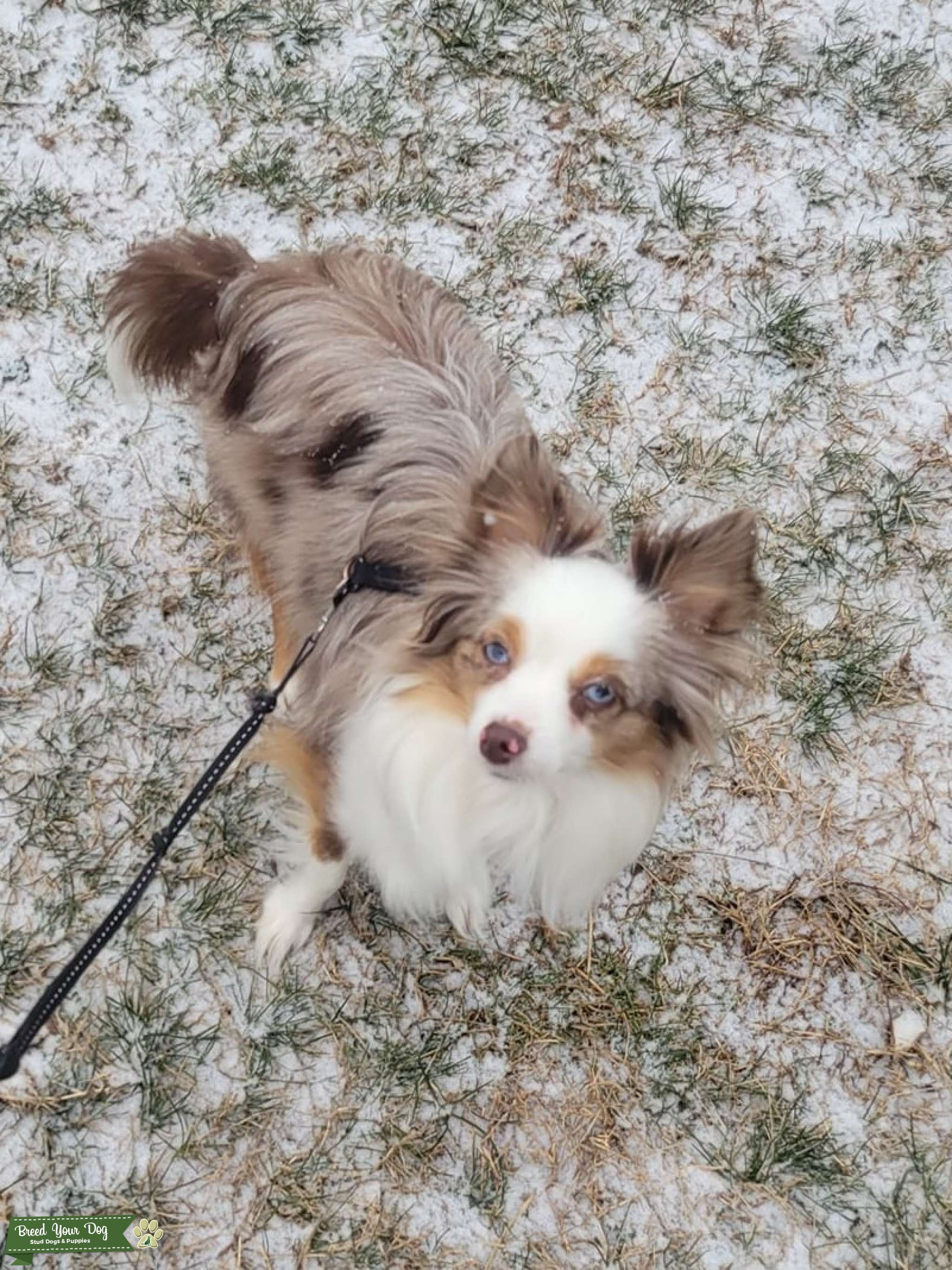 Aussiepom Looking for Mini/Toy Aussie - Stud Dog in Indiana, the United ...