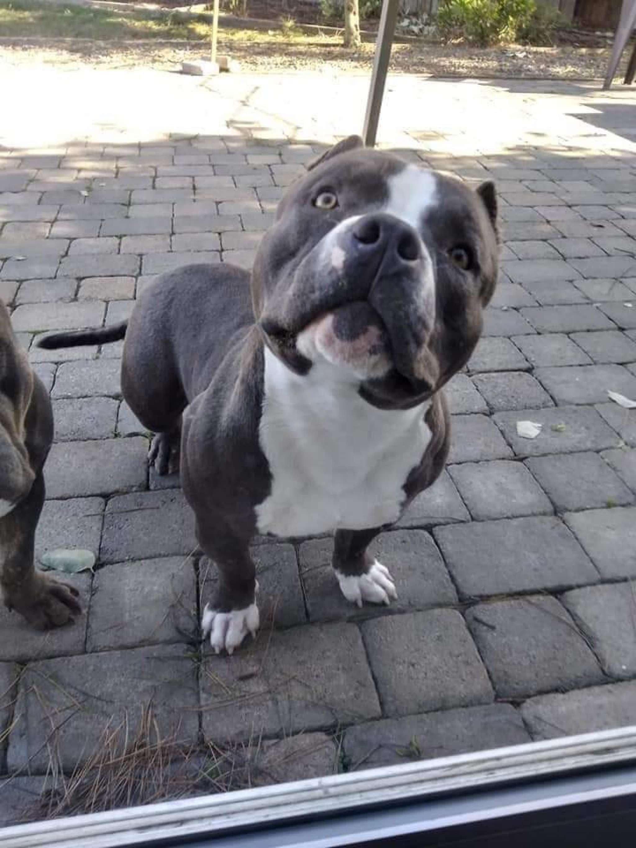 Purebred American Bully (Documented) - Stud Dog in California , United ...