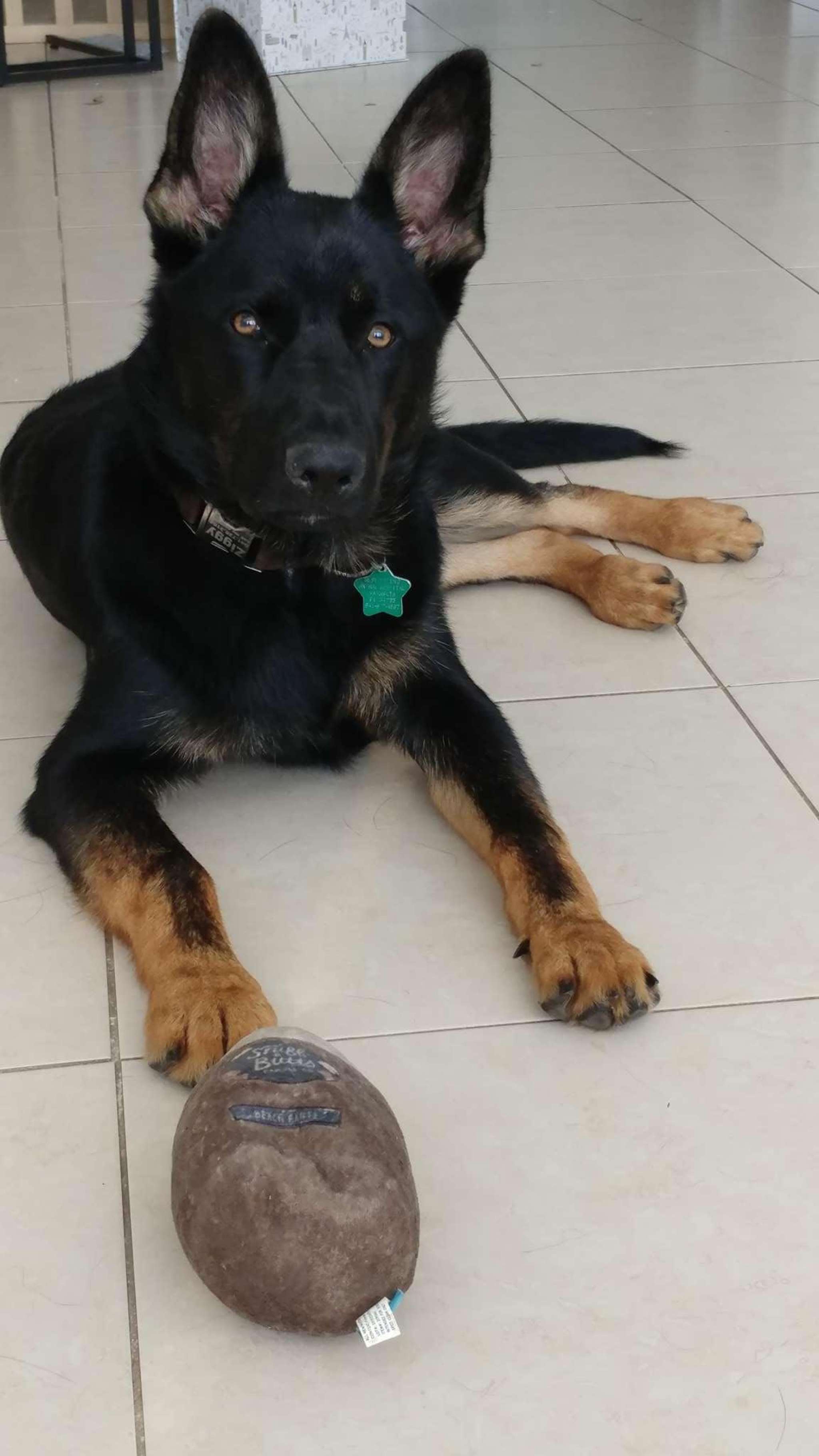 Gorgeous Bicolor German Shepherd stud - Stud Dog in Florida, United ...