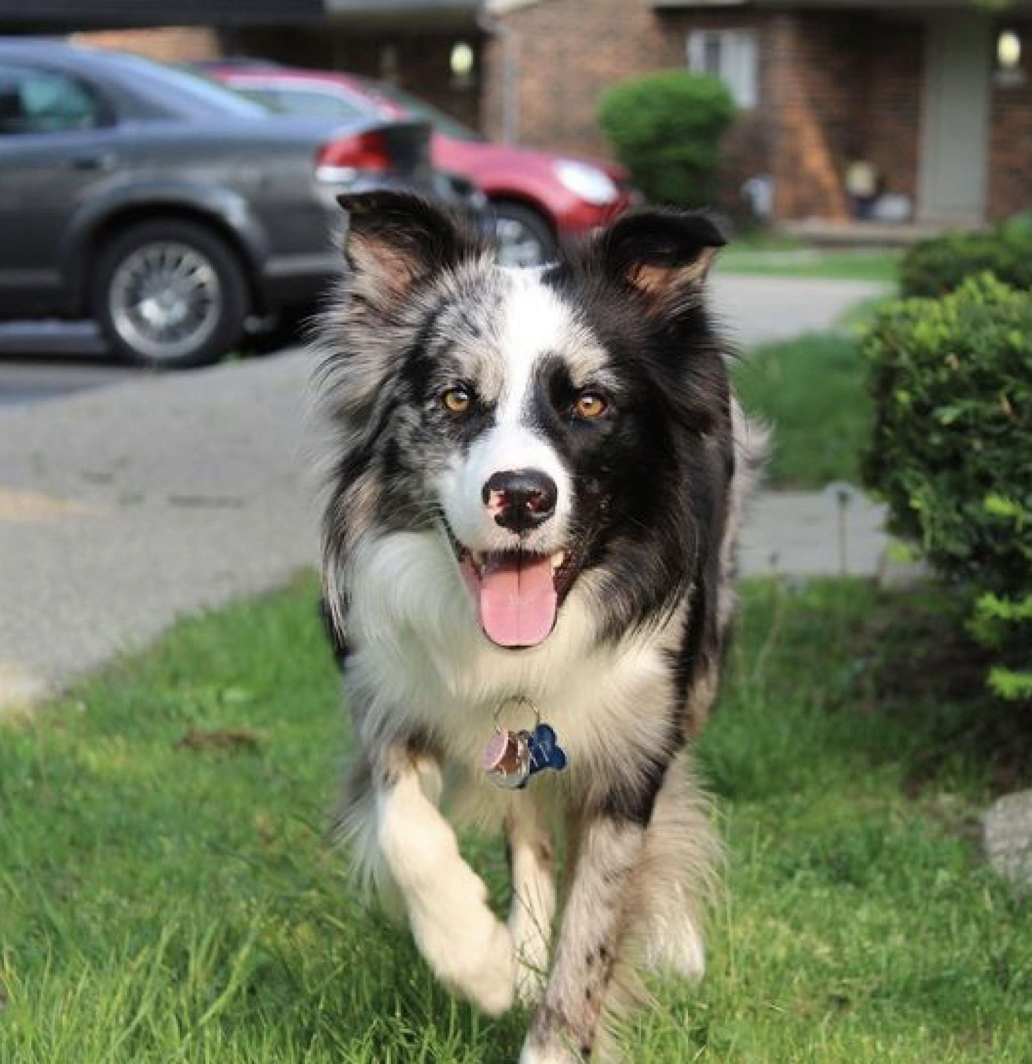 Looking for solid color bitch - Stud Dog in Michigan , United States ...