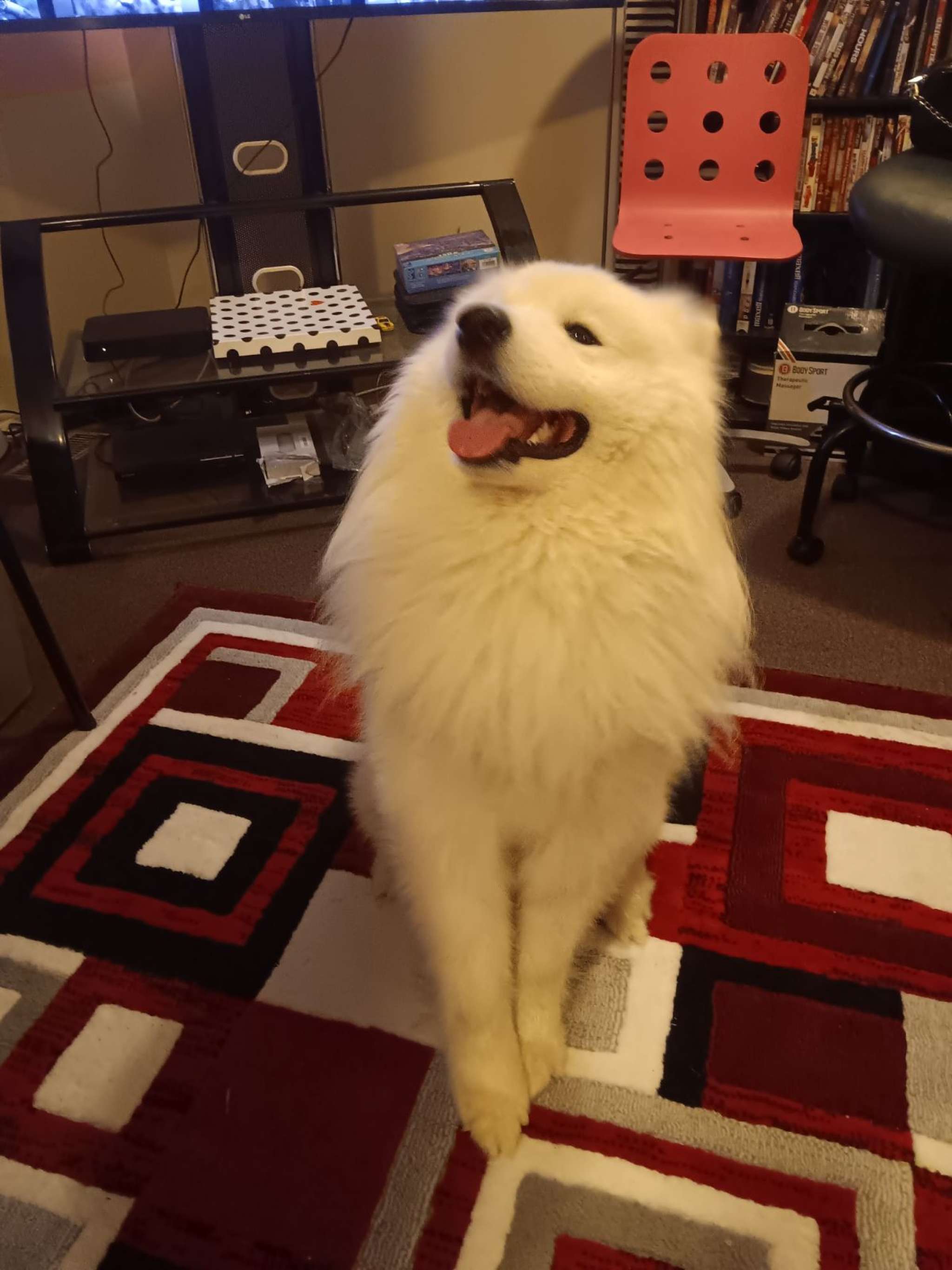 Pure White Pure Bred Samoyed Male - Stud Dog in PA, United States ...