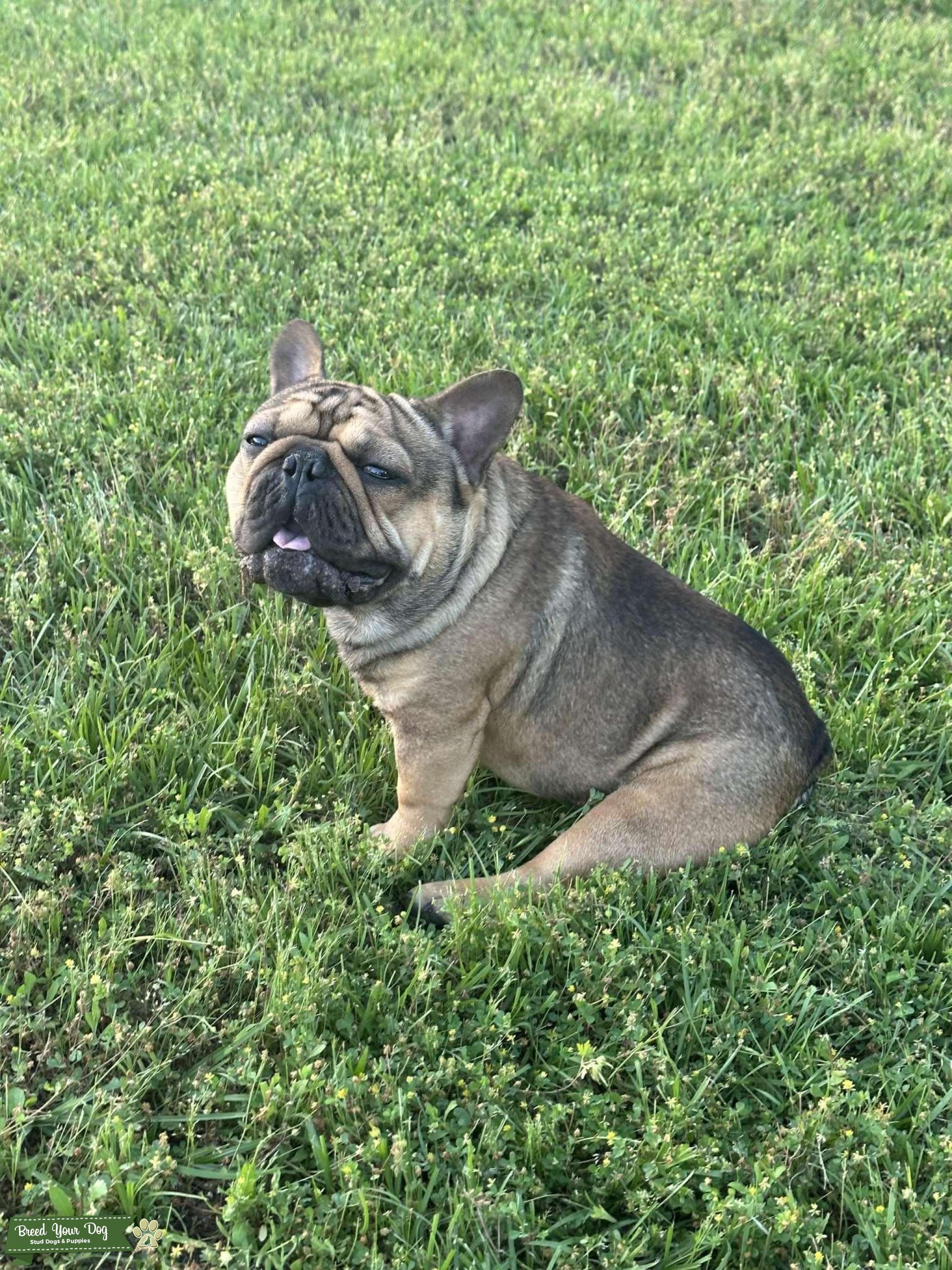 Frenchie - Stud Dog in North Texas , the United States | Breed Your Dog
