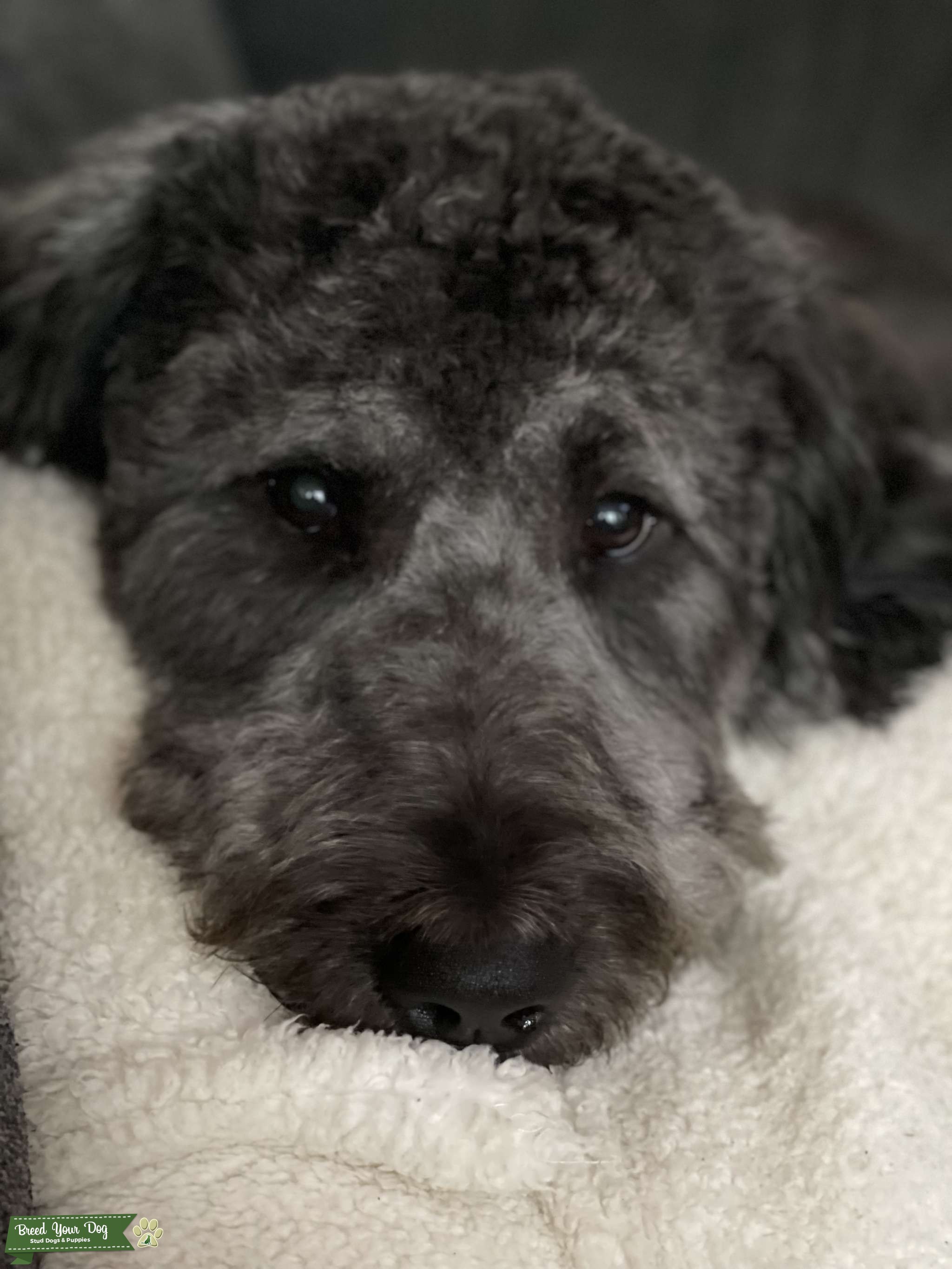 Handsome Pyrenees, Doodle - Stud Dog in North Carolina, the United ...