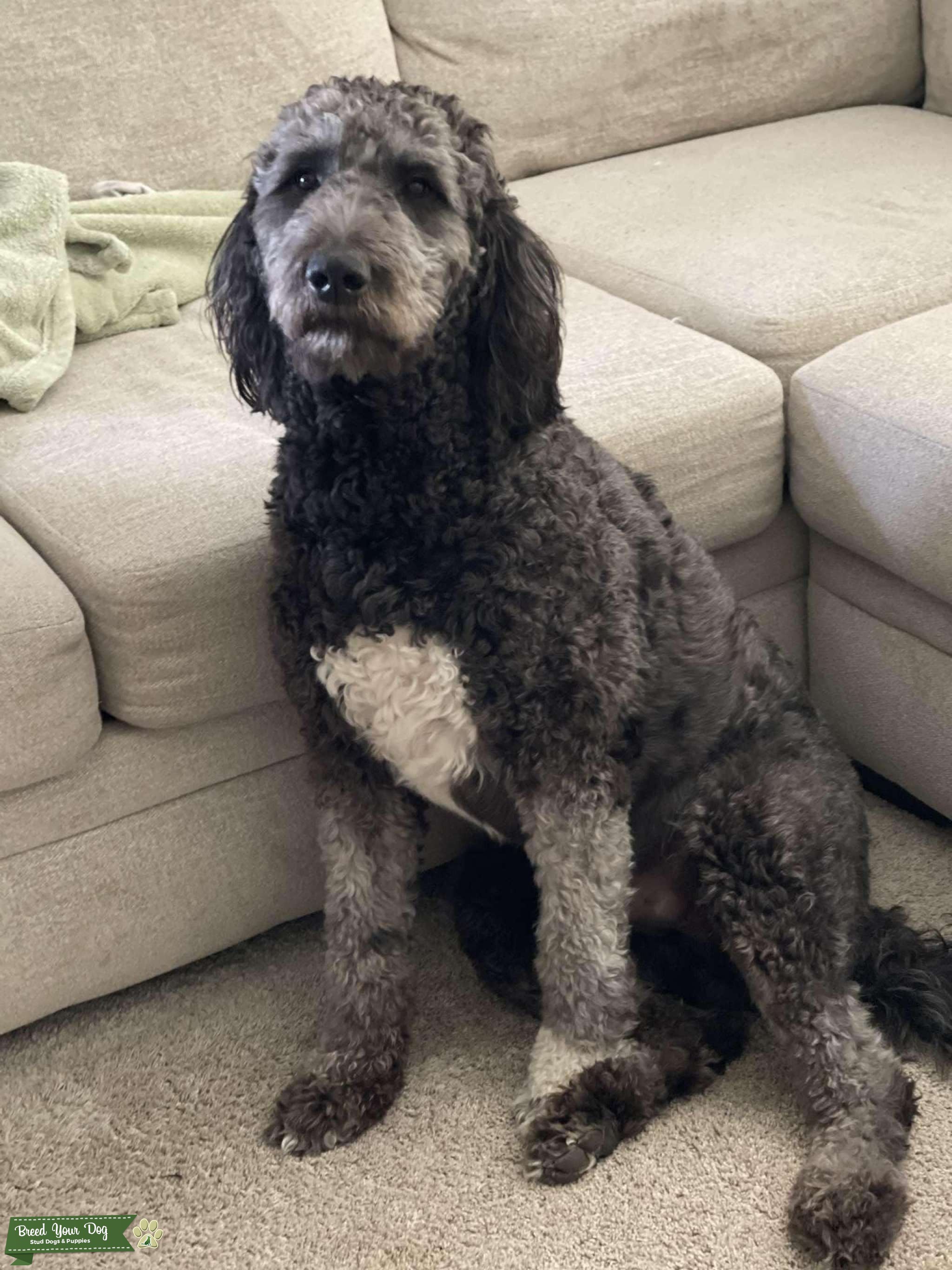 Handsome Pyrenees, Doodle - Stud Dog in North Carolina, the United ...