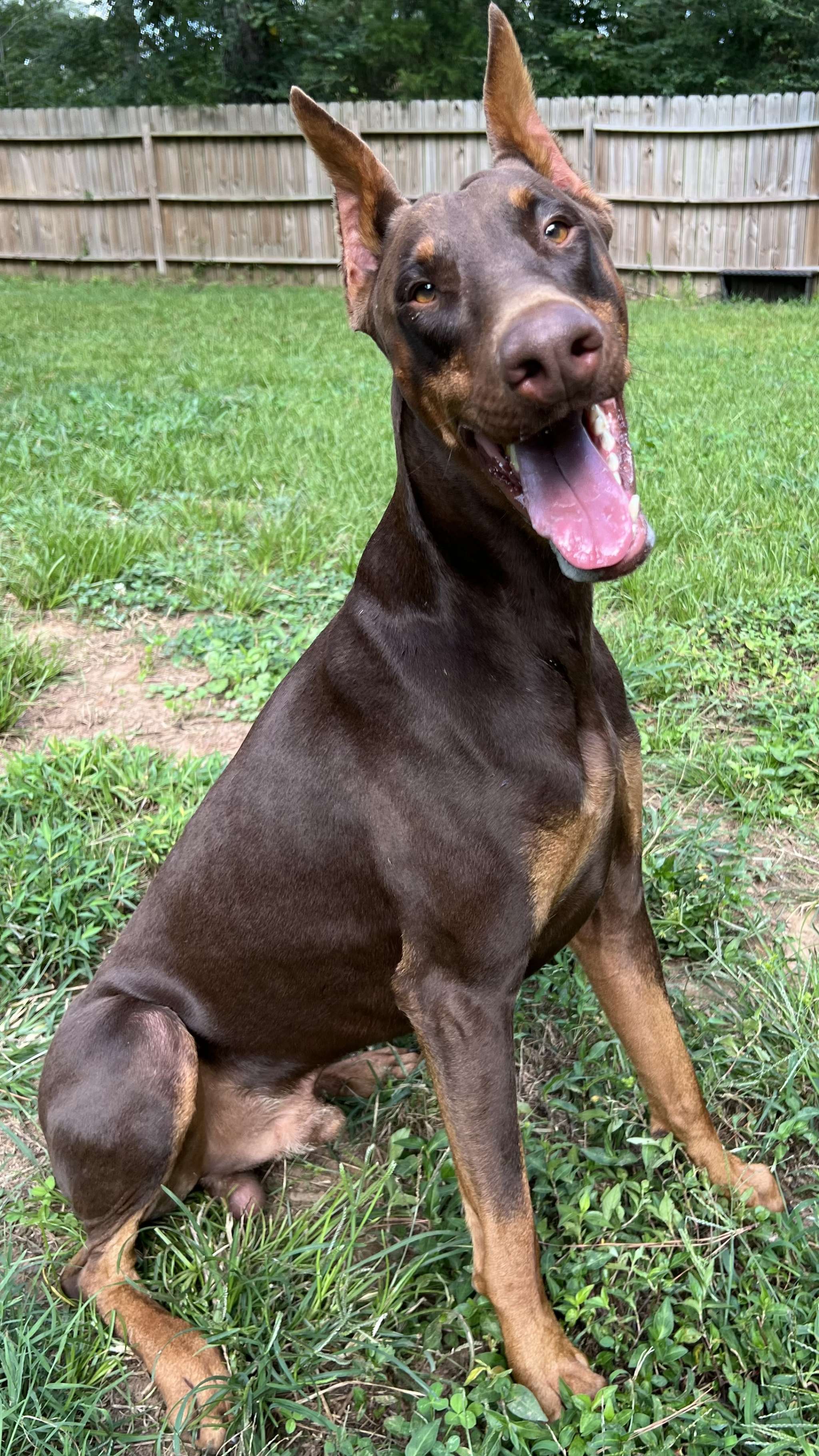 Red/Rust Doberman - Stud Dog in Toney, AL, United States | Breed Your Dog