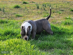 Stud Dogs the United States | Breed Your Dog