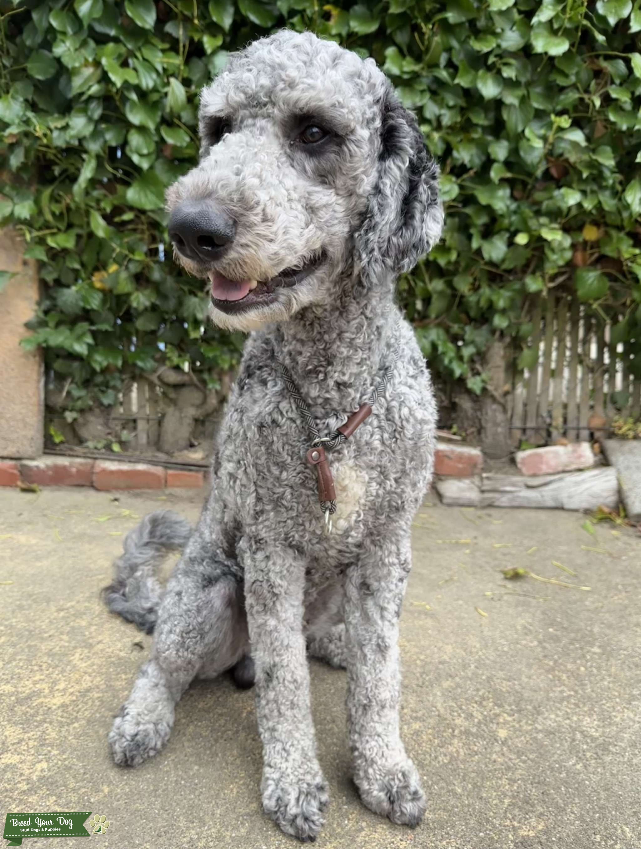 Blue Merle Standard Goldendoodle - Stud Dog in California, the United ...