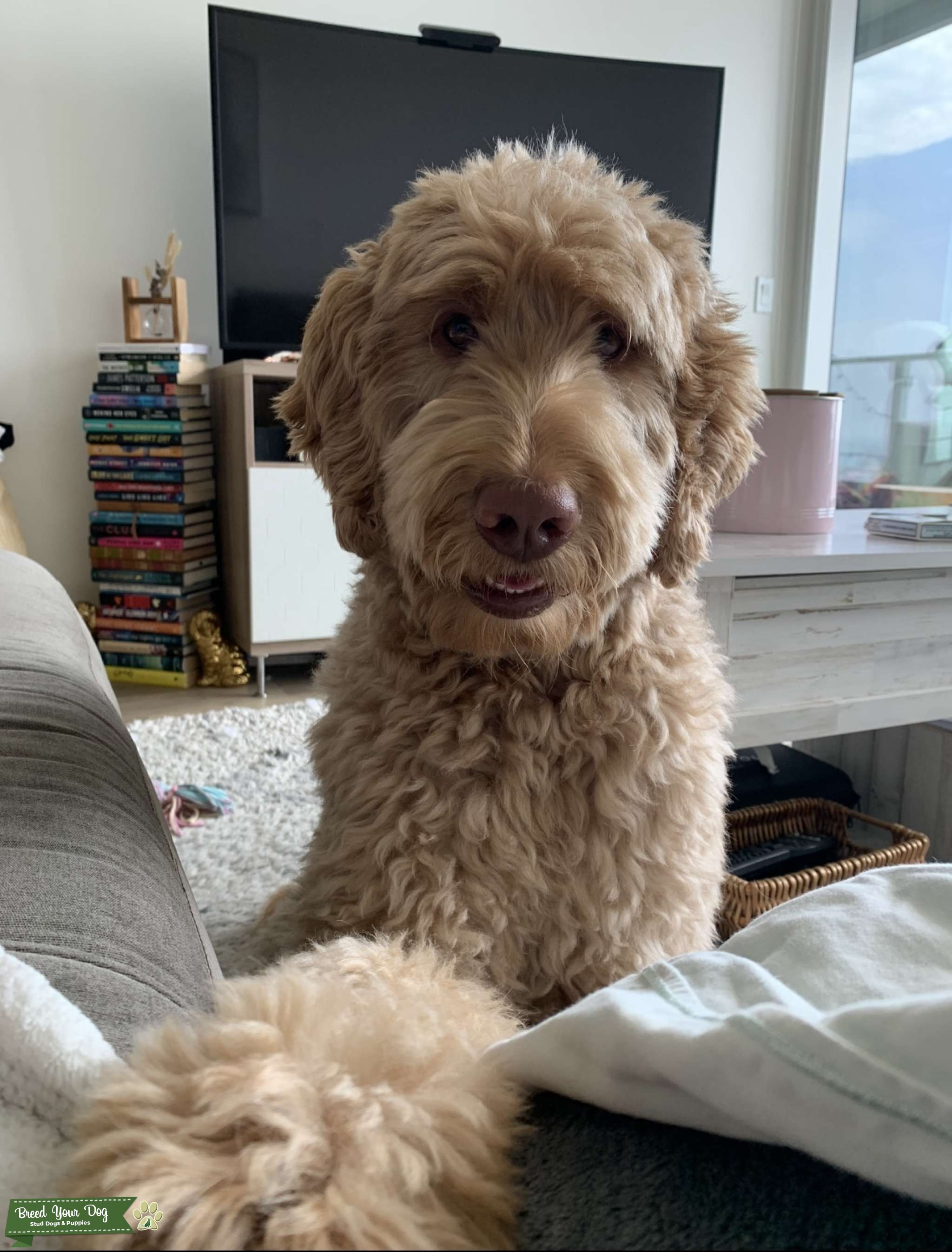 SWEET MALE LABRADOODLE - Stud Dog in California , the United States ...
