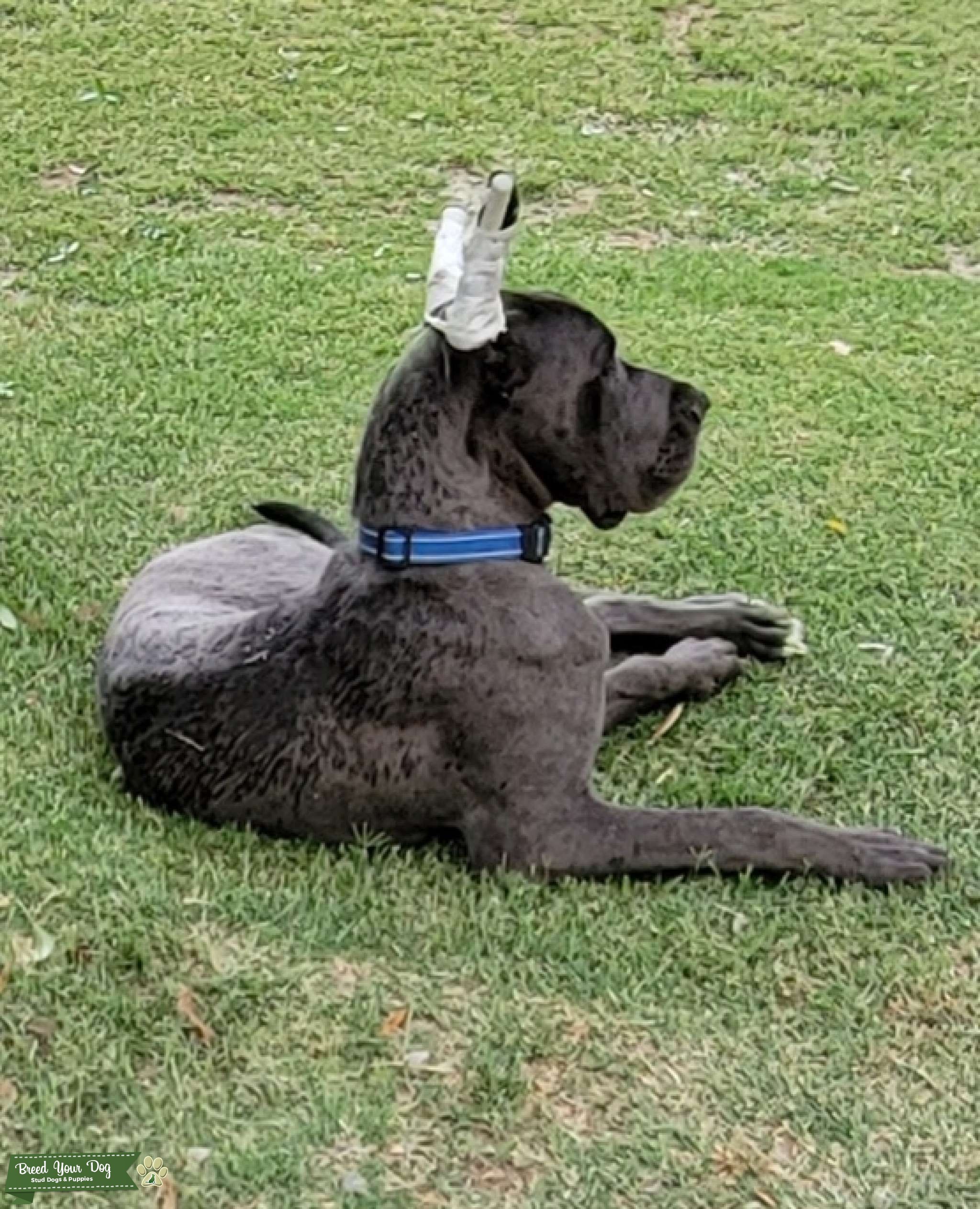 50% European Blue Great Dane - Stud Dog in Arizona, the United States ...