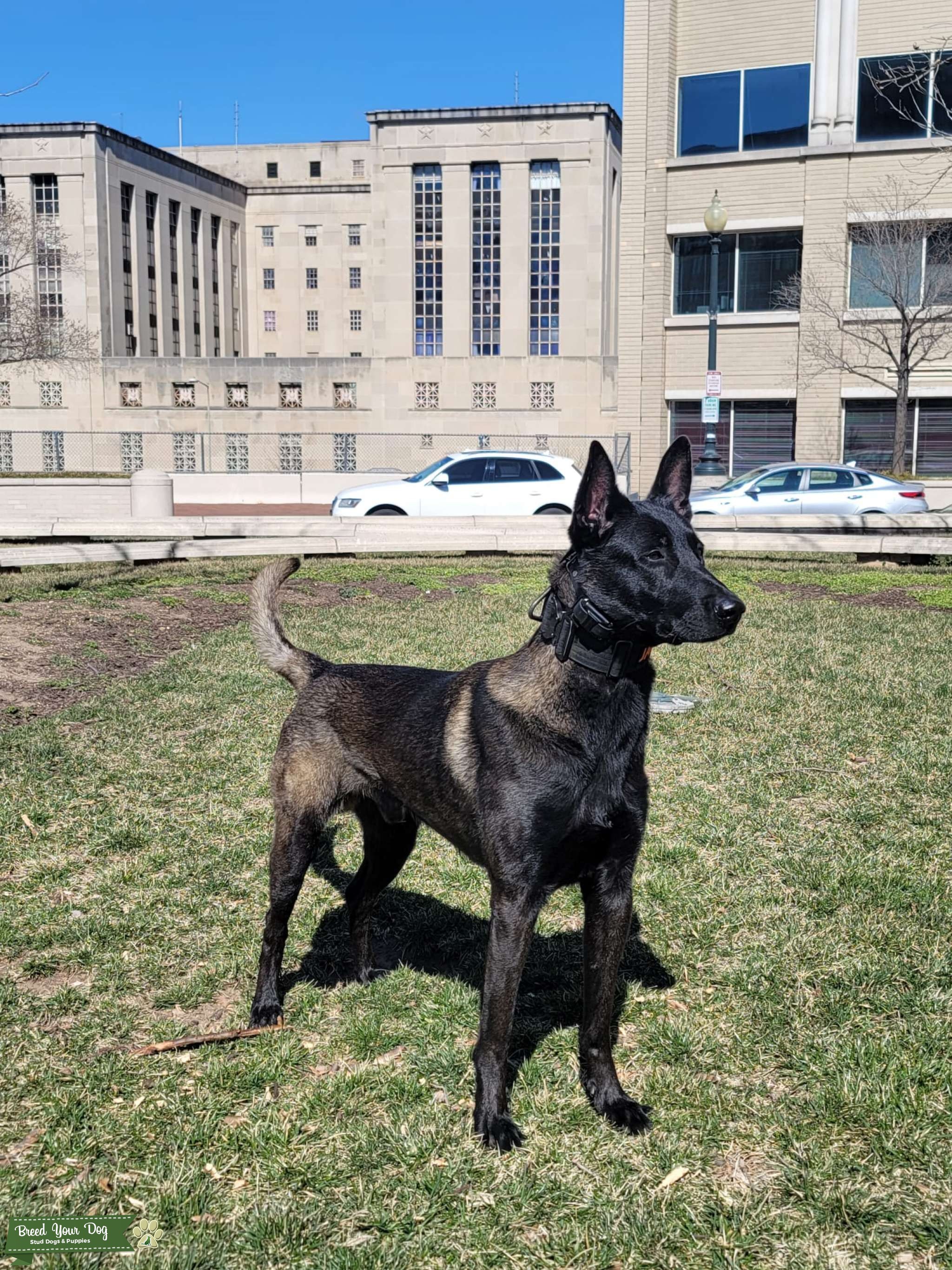 Pure Breed Belgian Malinois Stud - Stud Dog in District Of Columbia ...