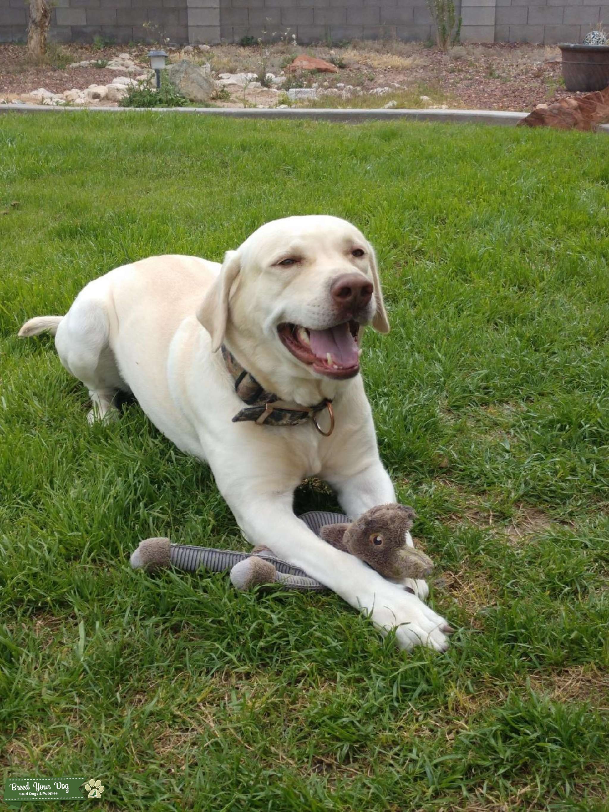 Labrador Male - Stud Dog in Yuma, AZ, the United States | Breed Your Dog