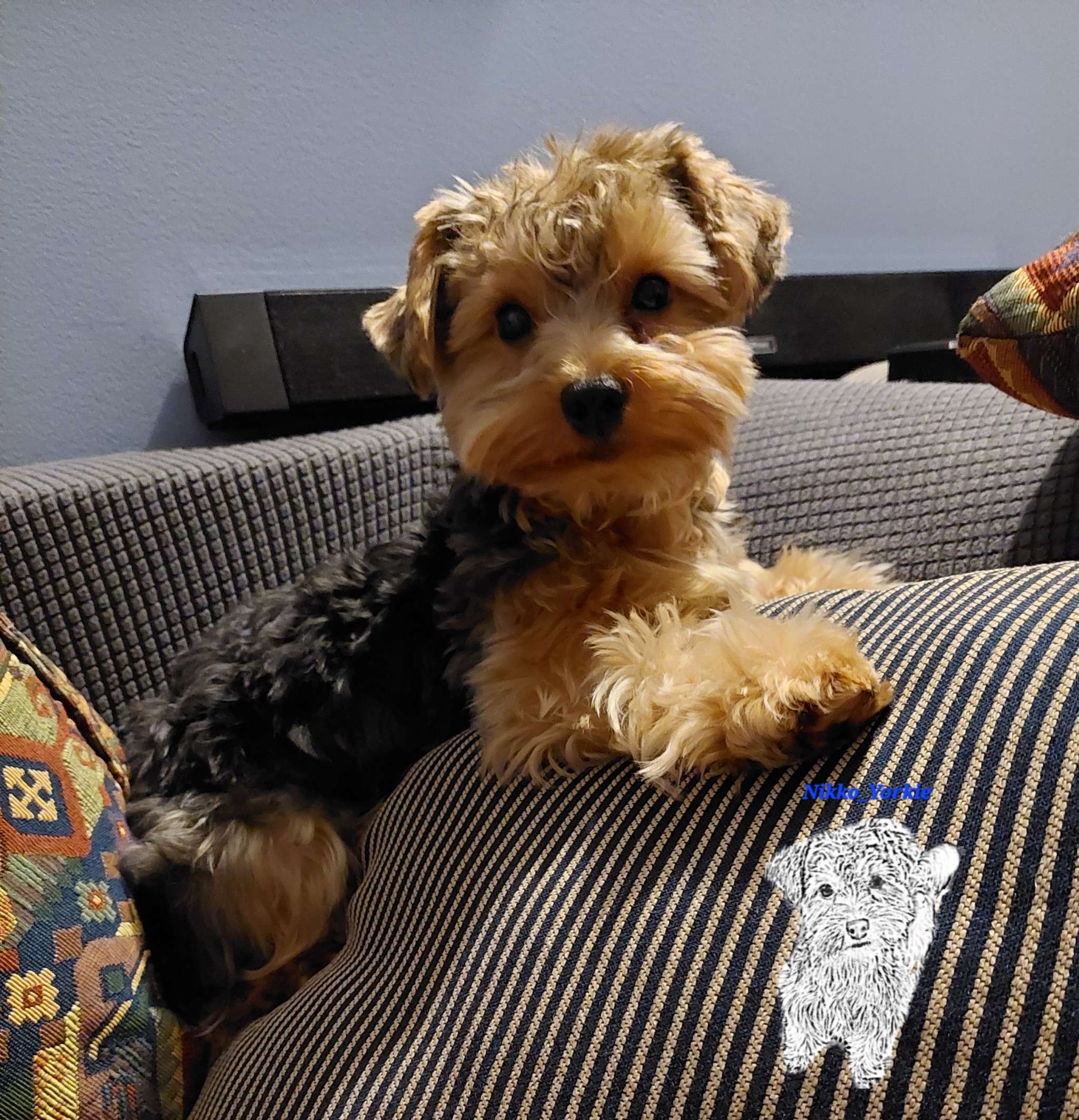 Super Smart, Sweet CKC Yorkie Stud -Nikko - Stud Dog in New York, the ...