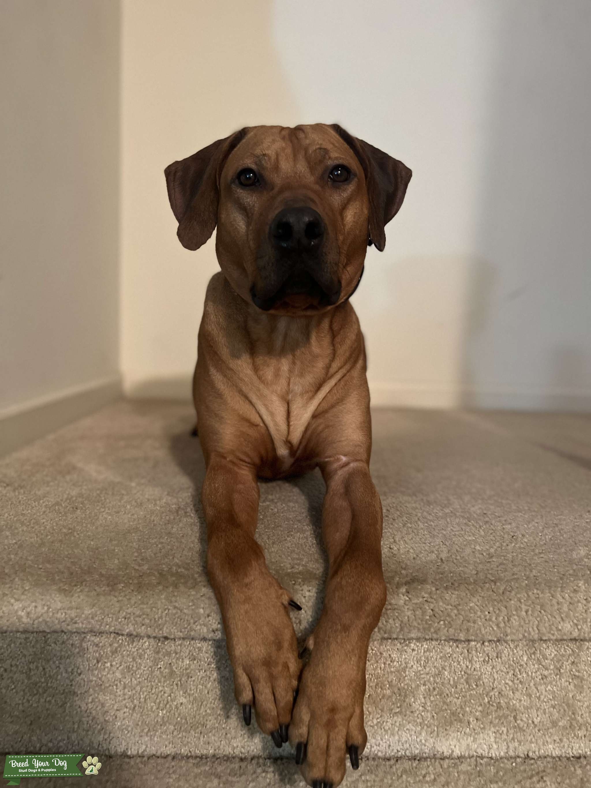 Rhodesian Ridgeback with Excellent Temperament - Stud Dog in Indiana ...