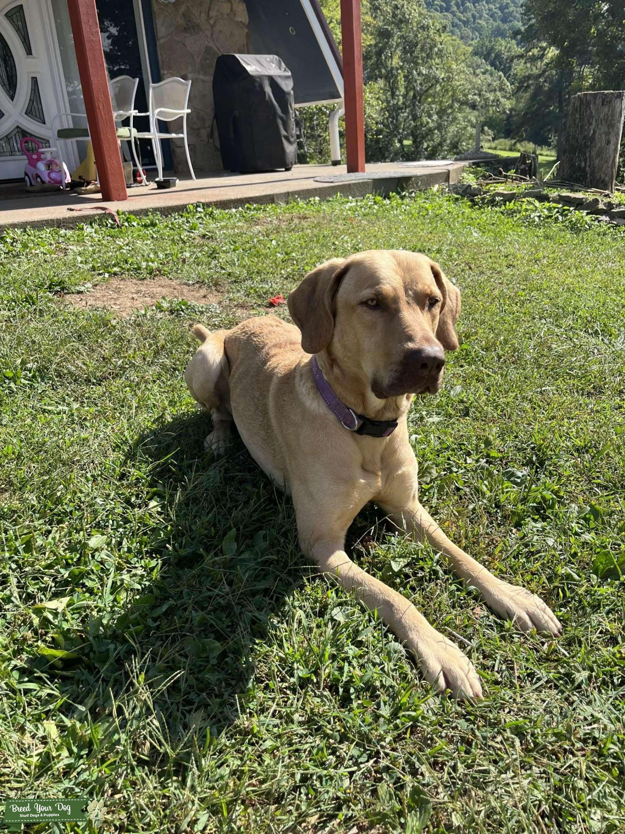 Deadgrass Chesapeake Bay Retriever - Stud Dog in East TN, the United ...