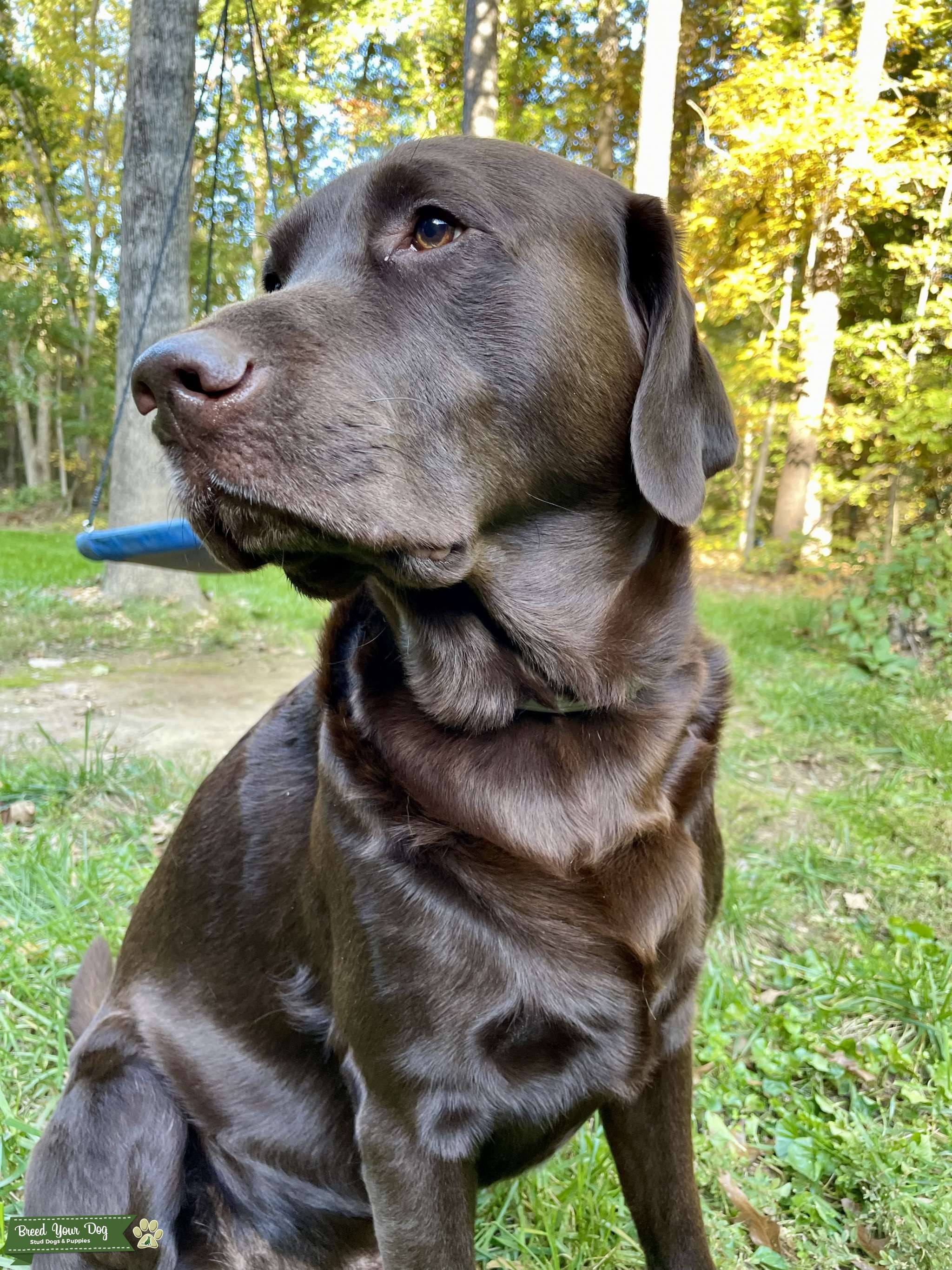 Chocolate American Labrador Retriever - Stud Dog in Amelia, Virginia ...