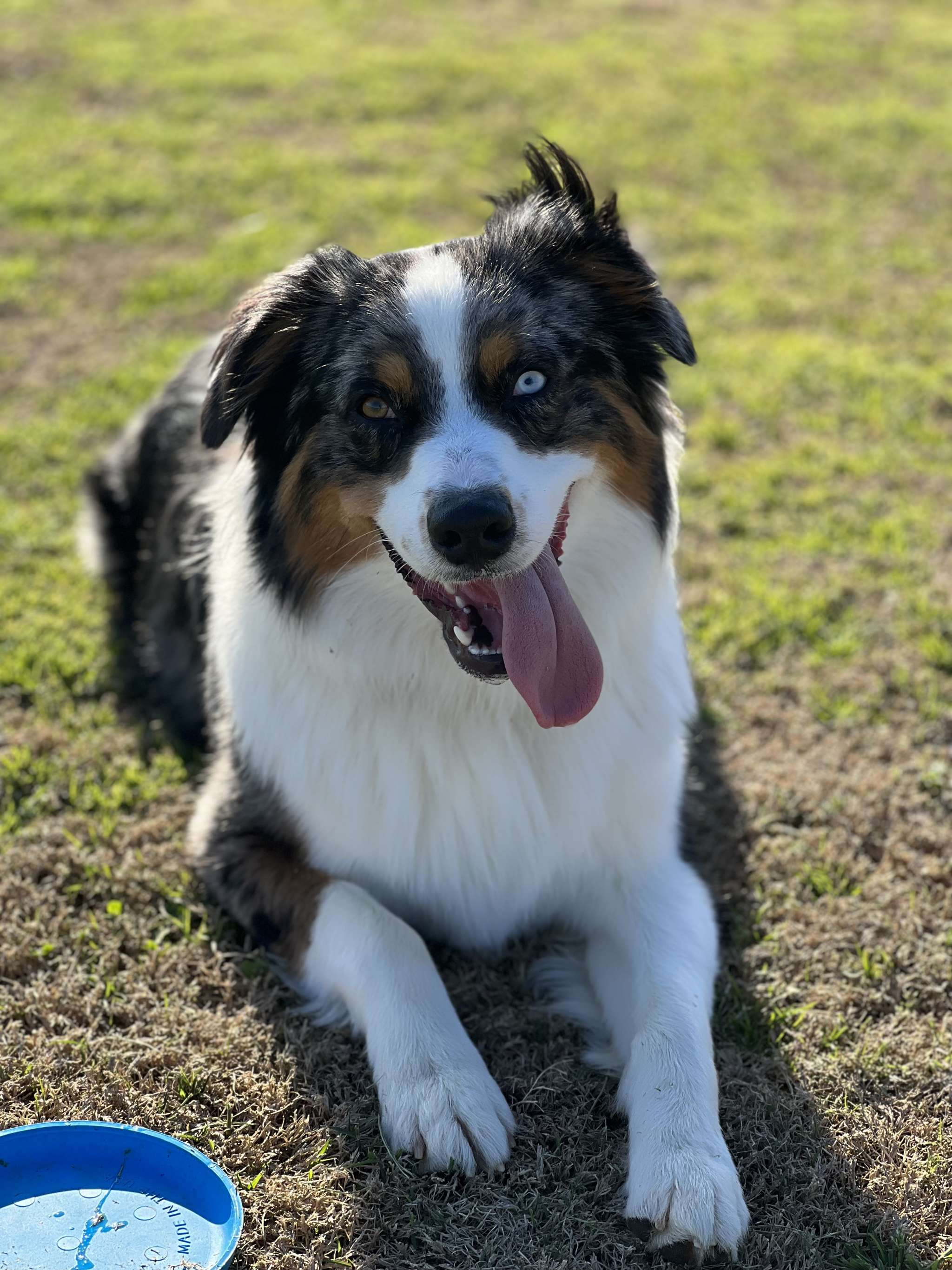 Purebred AKC Male, Blue Merle Australian Shepherd - Stud Dog in Atlanta ...