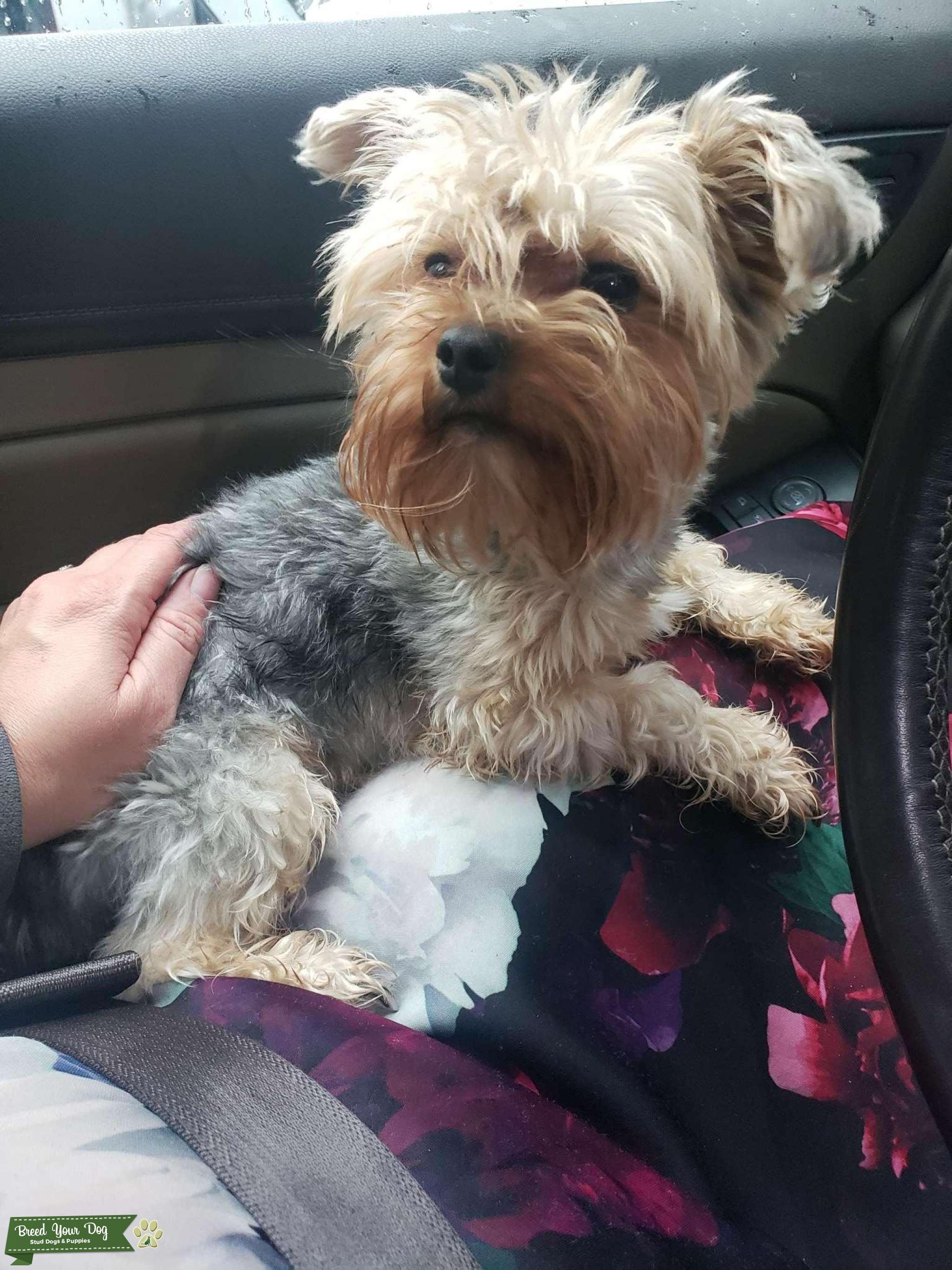 Yorkie stud - Stud Dog in Virginia, the United States | Breed Your Dog