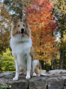 Rough Collie Stud Dogs Available Now in the United States | Breed Your Dog
