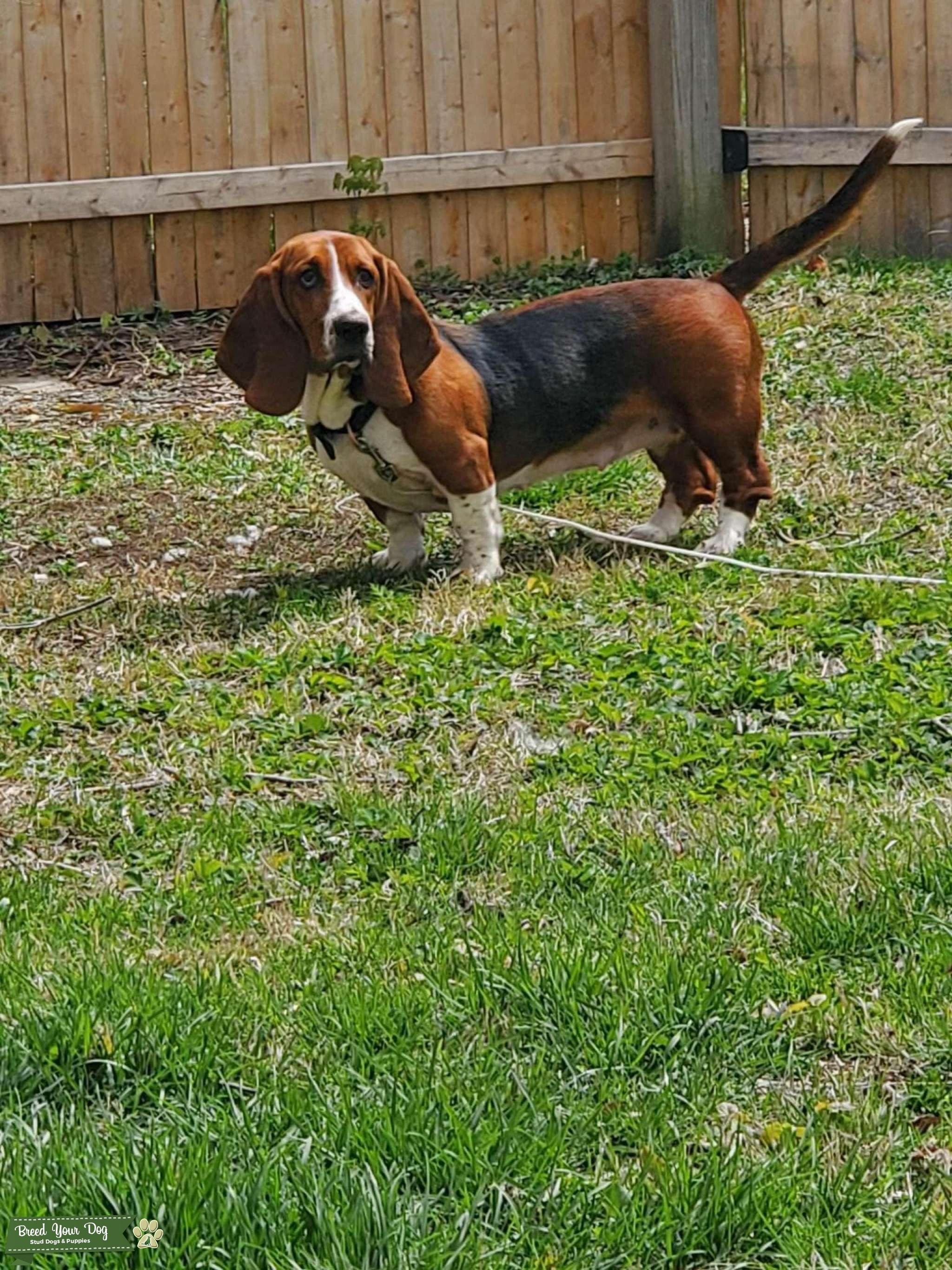 BASSET HOUND BLACK, WHITE & BROWN - SWEET GIRL - Stud Dog in MA ...