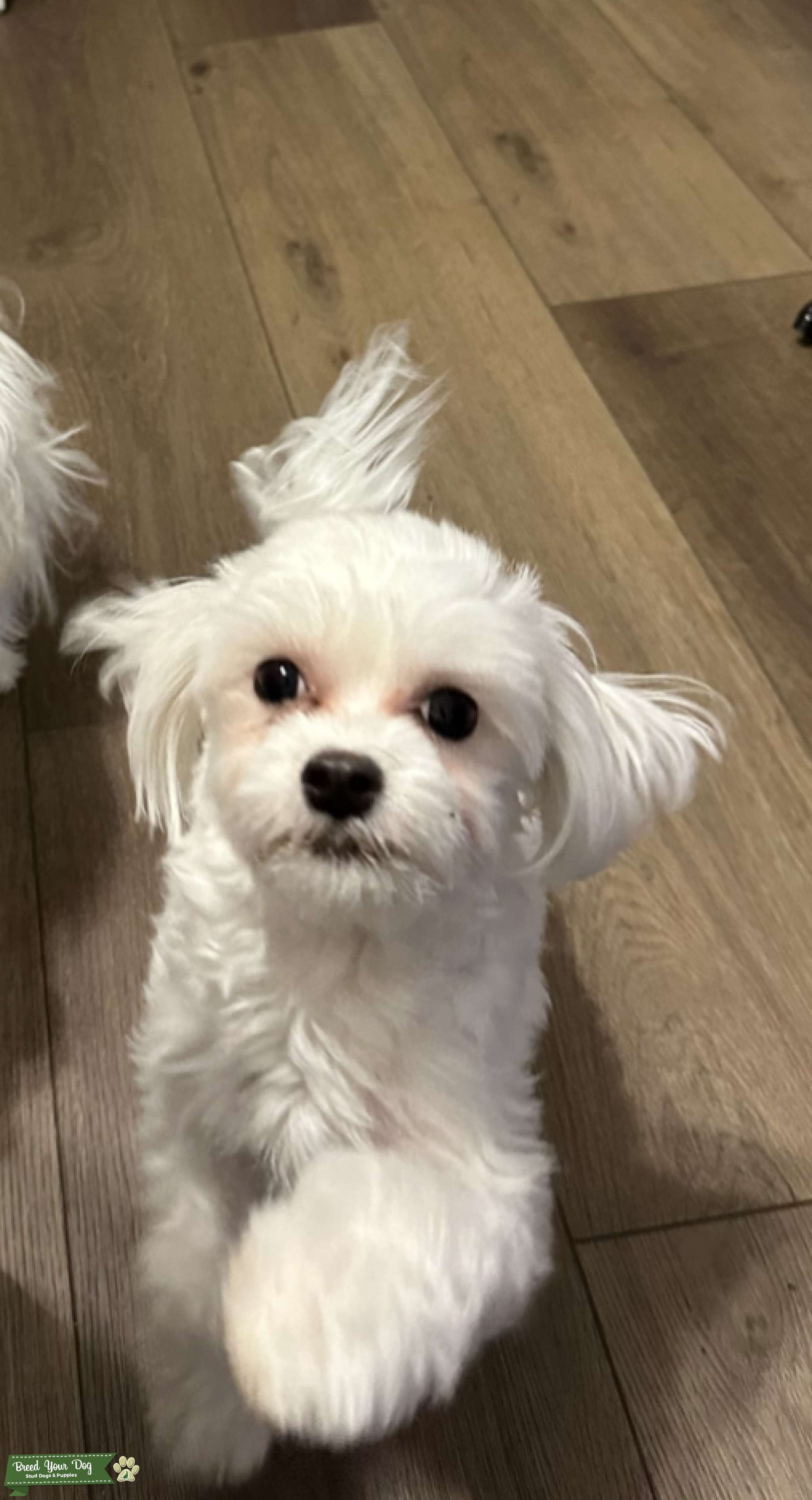 Maltese Princess - Stud Dog in San Bernardino County, the United States ...