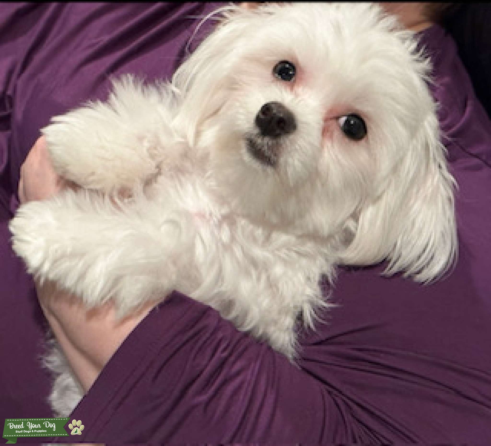 Maltese Princess - Stud Dog in San Bernardino County, the United States ...