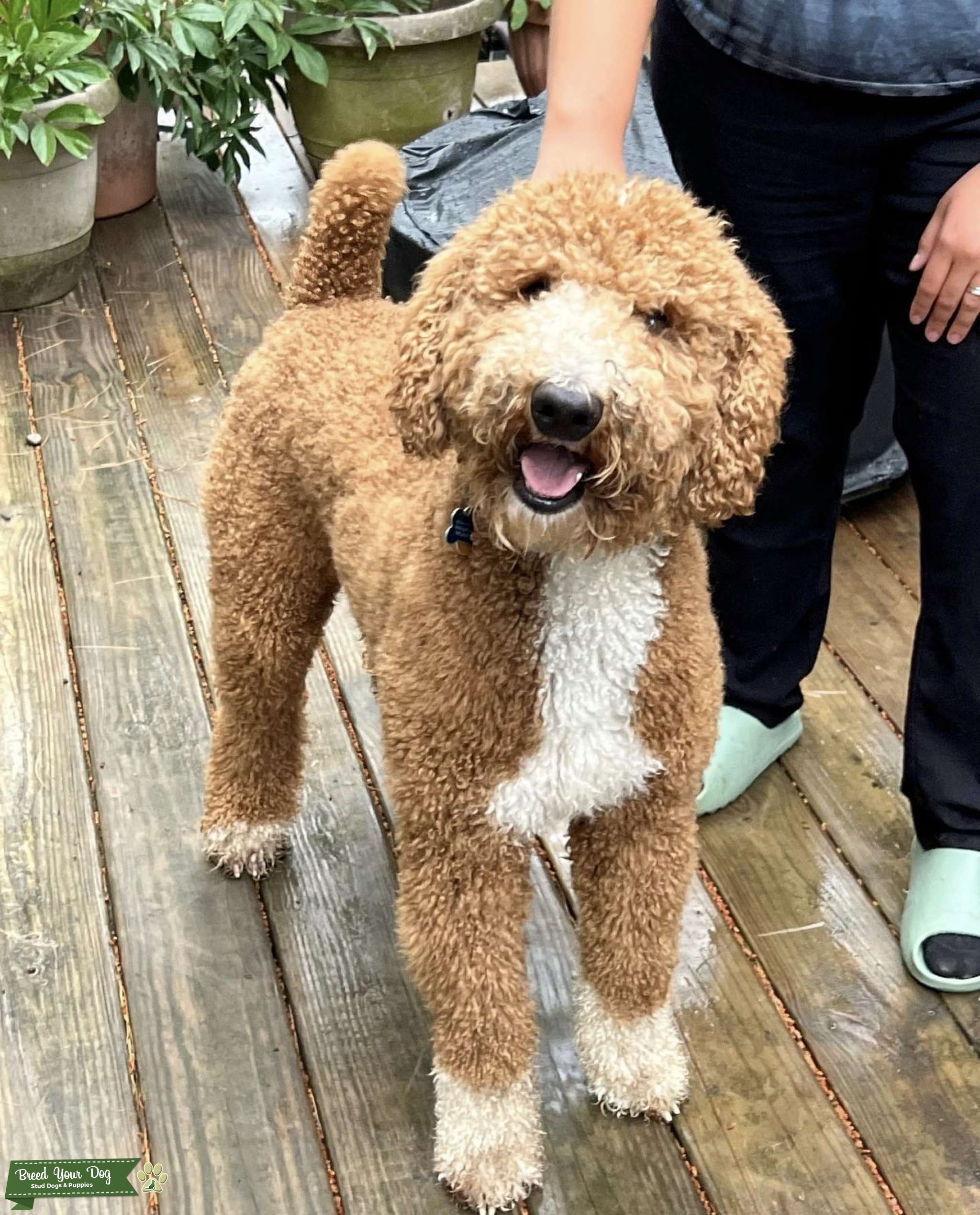 Apricot Standard Poodle - Stud Dog in Pennsylvania , the United States ...