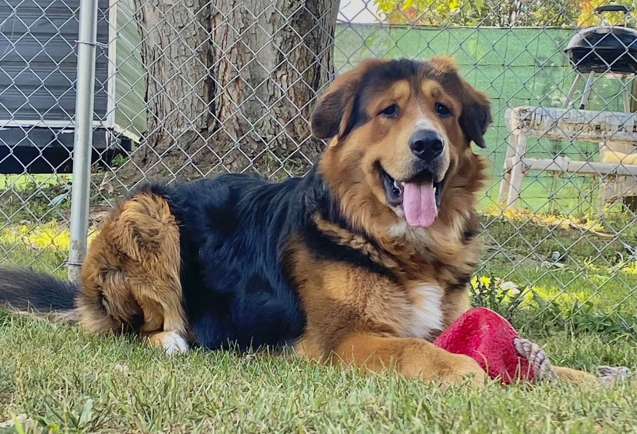 Euro Mountain Sheparnese (Aka Bernese Mountain dog mixed with German ...