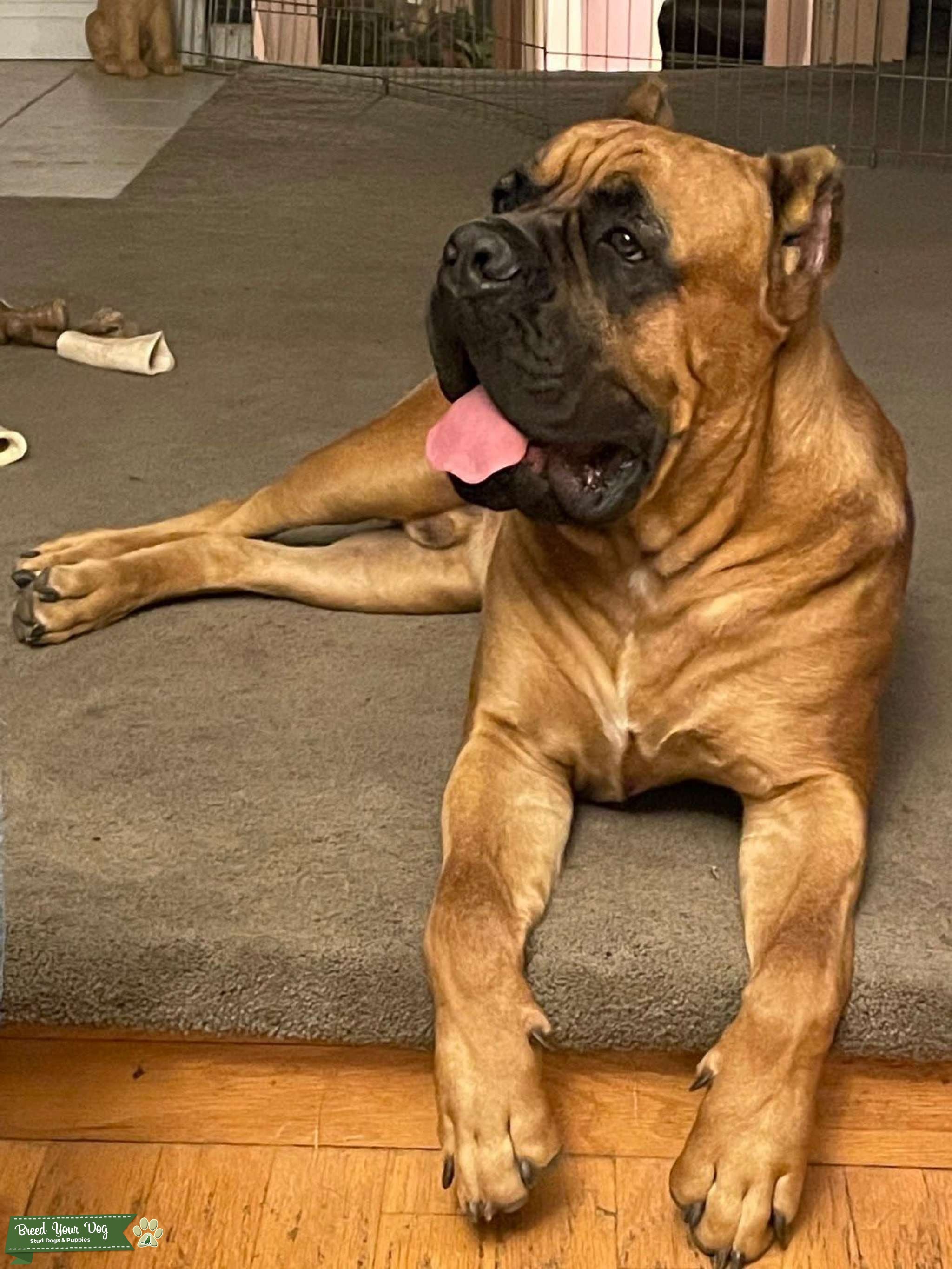 Red Cane Corso with black mask - Stud Dog in Michigan, Nepal | Breed ...