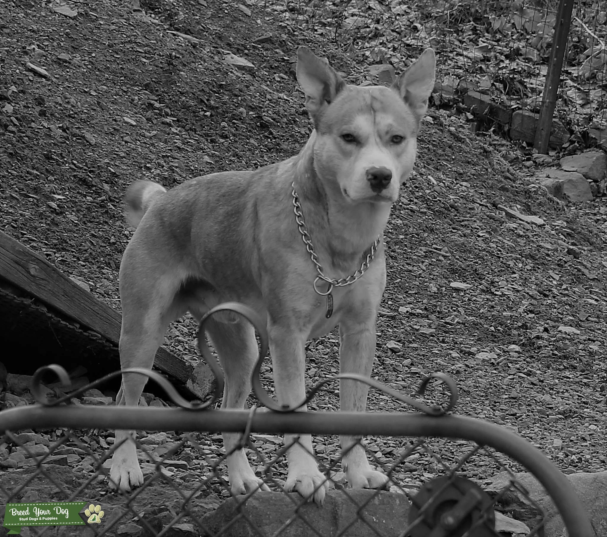 Pitsky - Stud Dog in Pennsylvania, the United States | Breed Your Dog