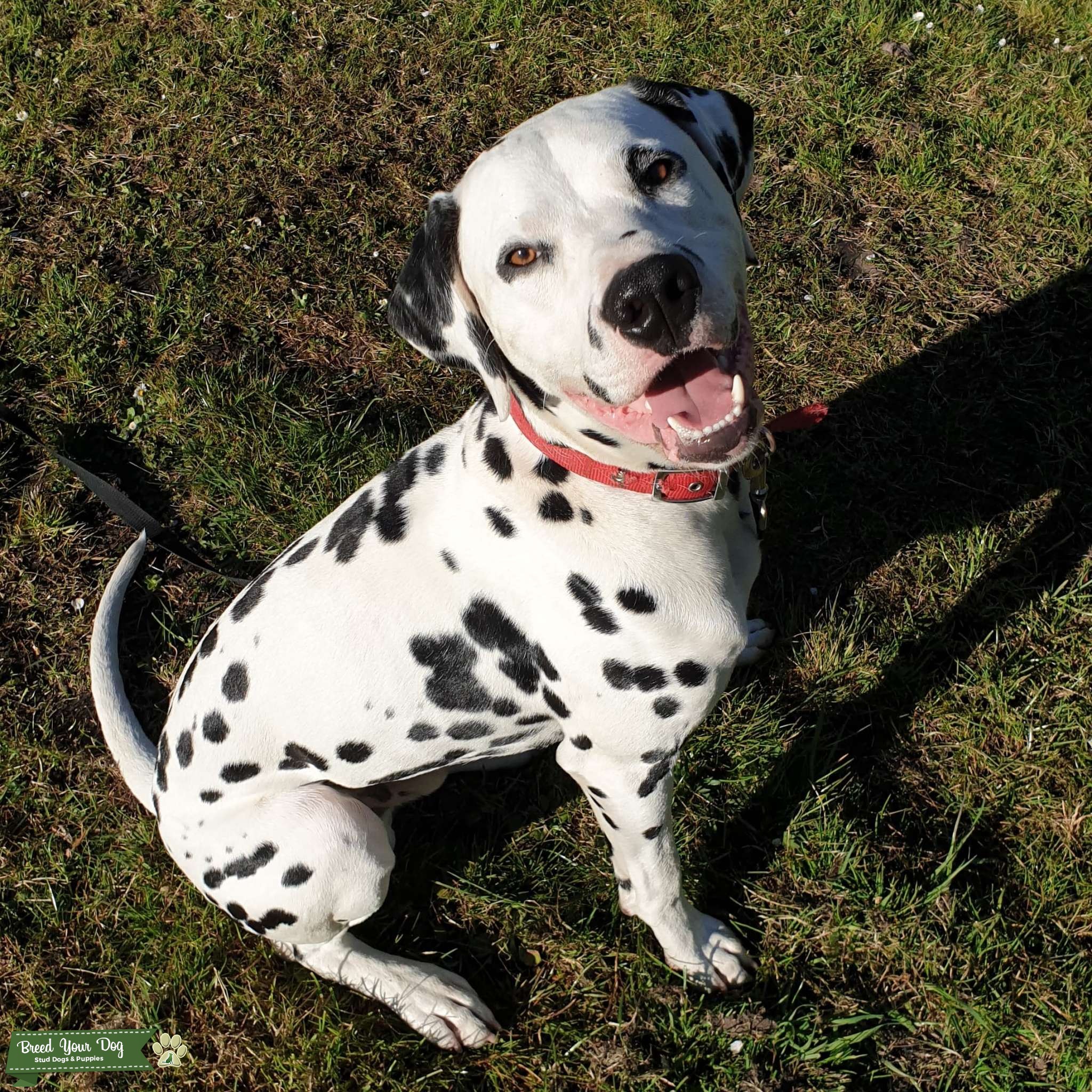 Dalmatian Stud Dog Five Generation Pedigree Certified - Stud Dog in ...