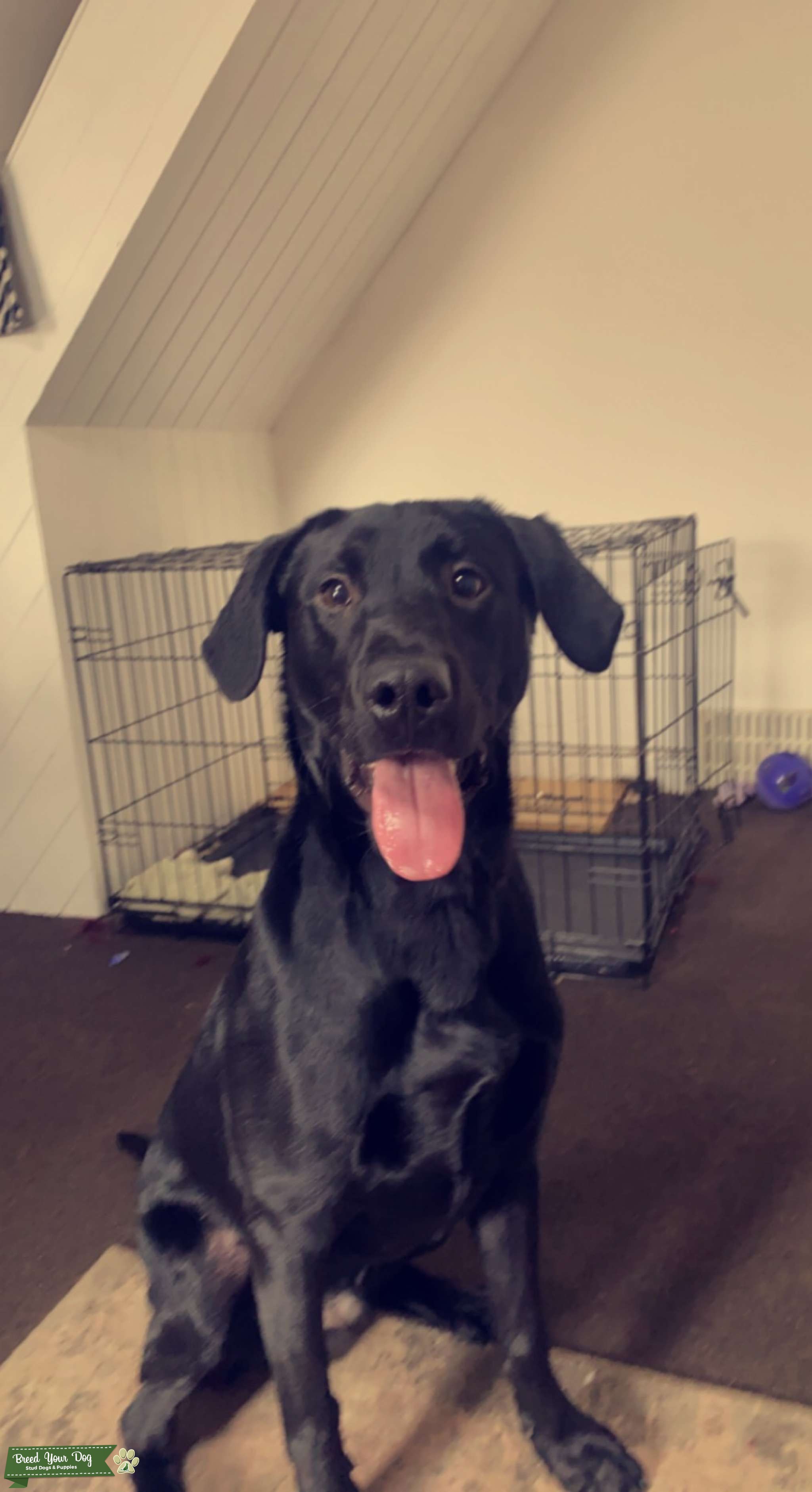 Labrador stud available - Stud Dog in England , the United States ...