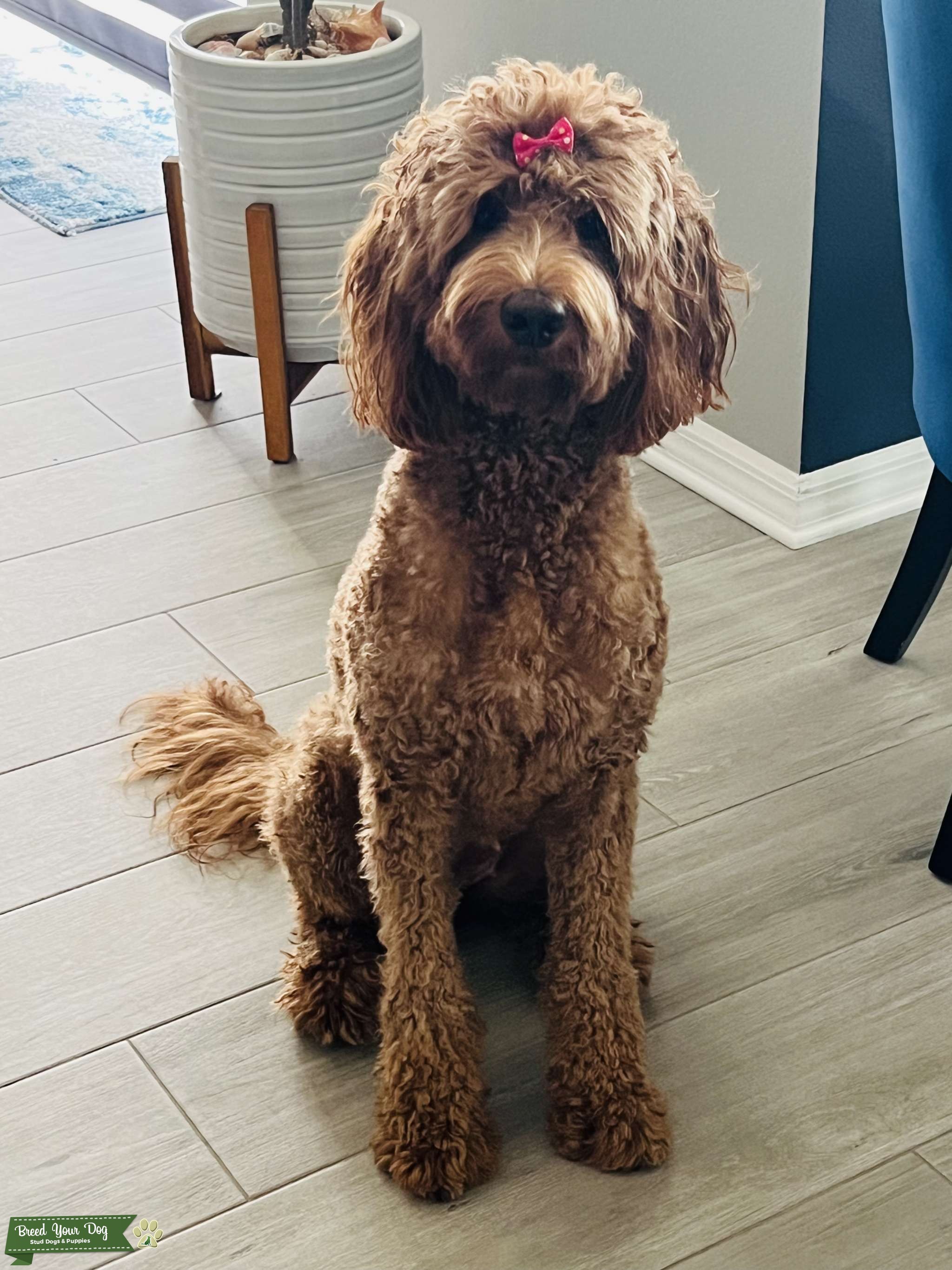 Female F1B Goldendoodle - Stud Dog in Tampa Florida, the United States ...