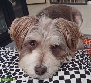 Stud Dogs and Puppies | Breed Your Dog