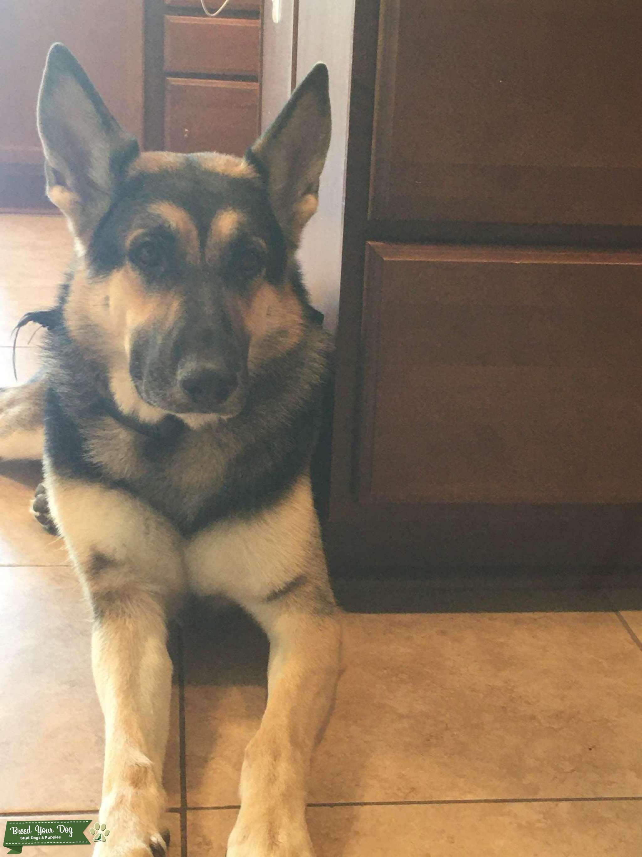 Deuce is a Black and Tan German Shepherd (Male) Dog - Stud Dog in MD ...